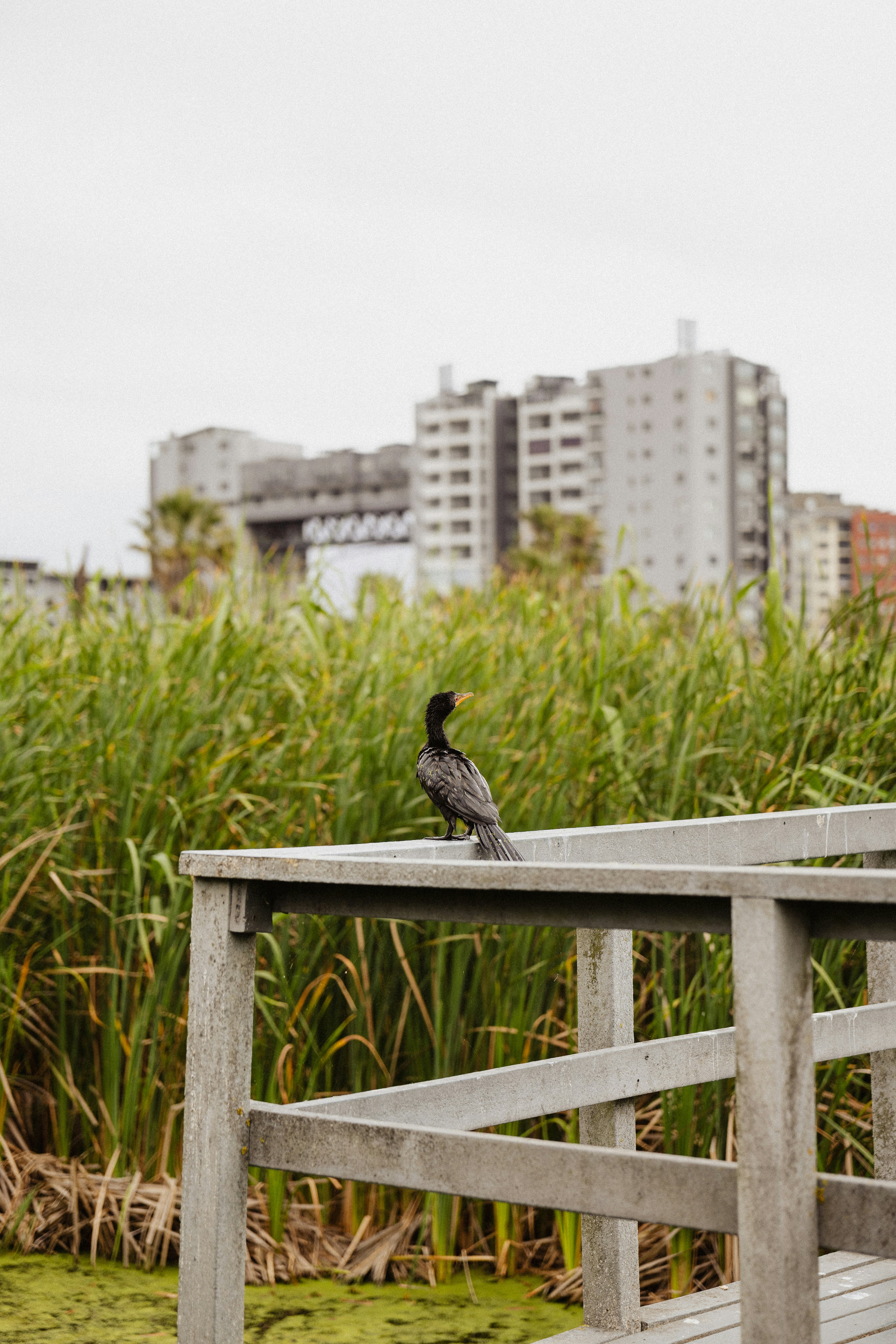 A crow perched on a weathered railing beside tall reeds with a cityscape in the background.