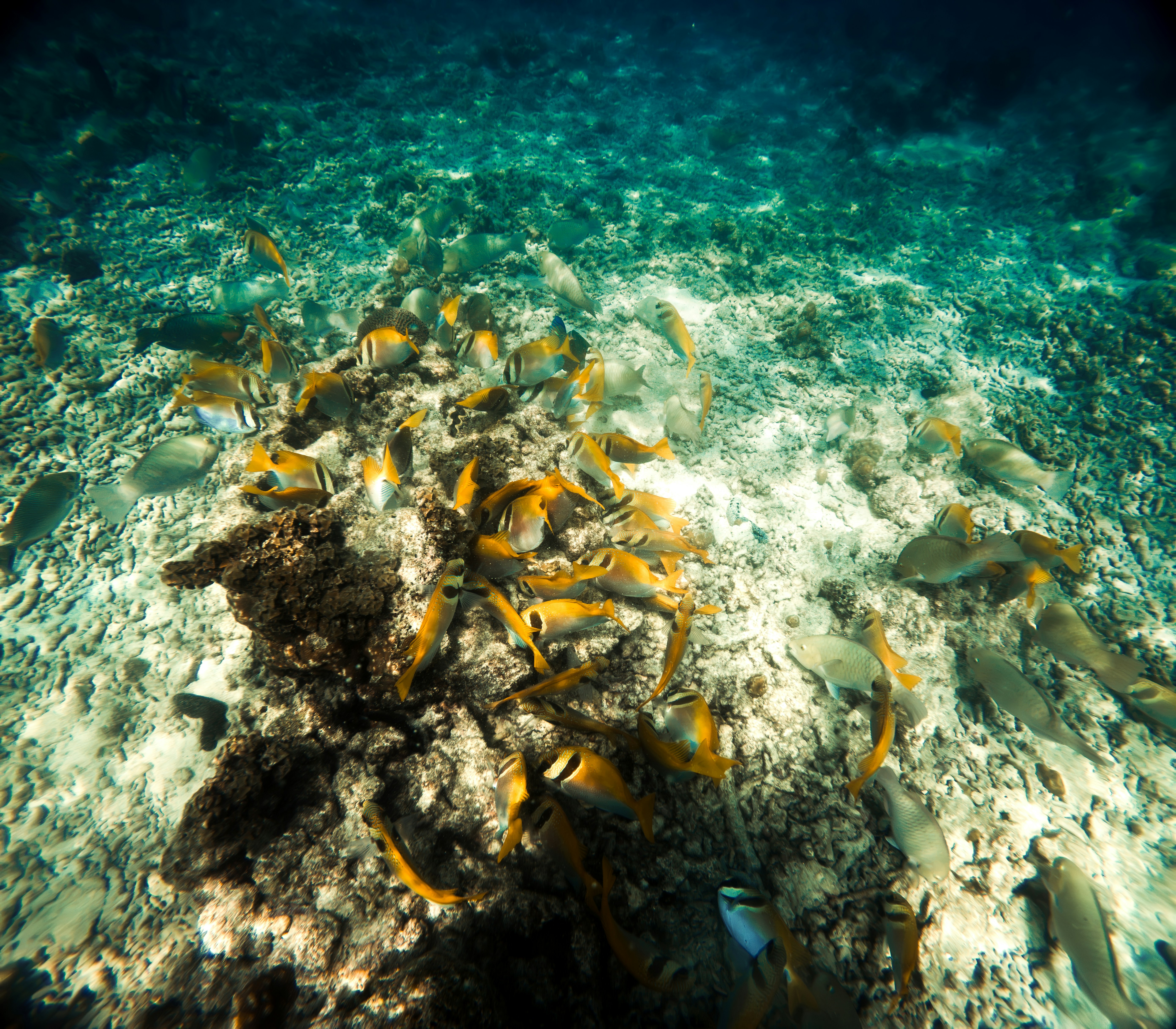 Flock over the Reef: Orange-Flagged Fish at a Coral Wake