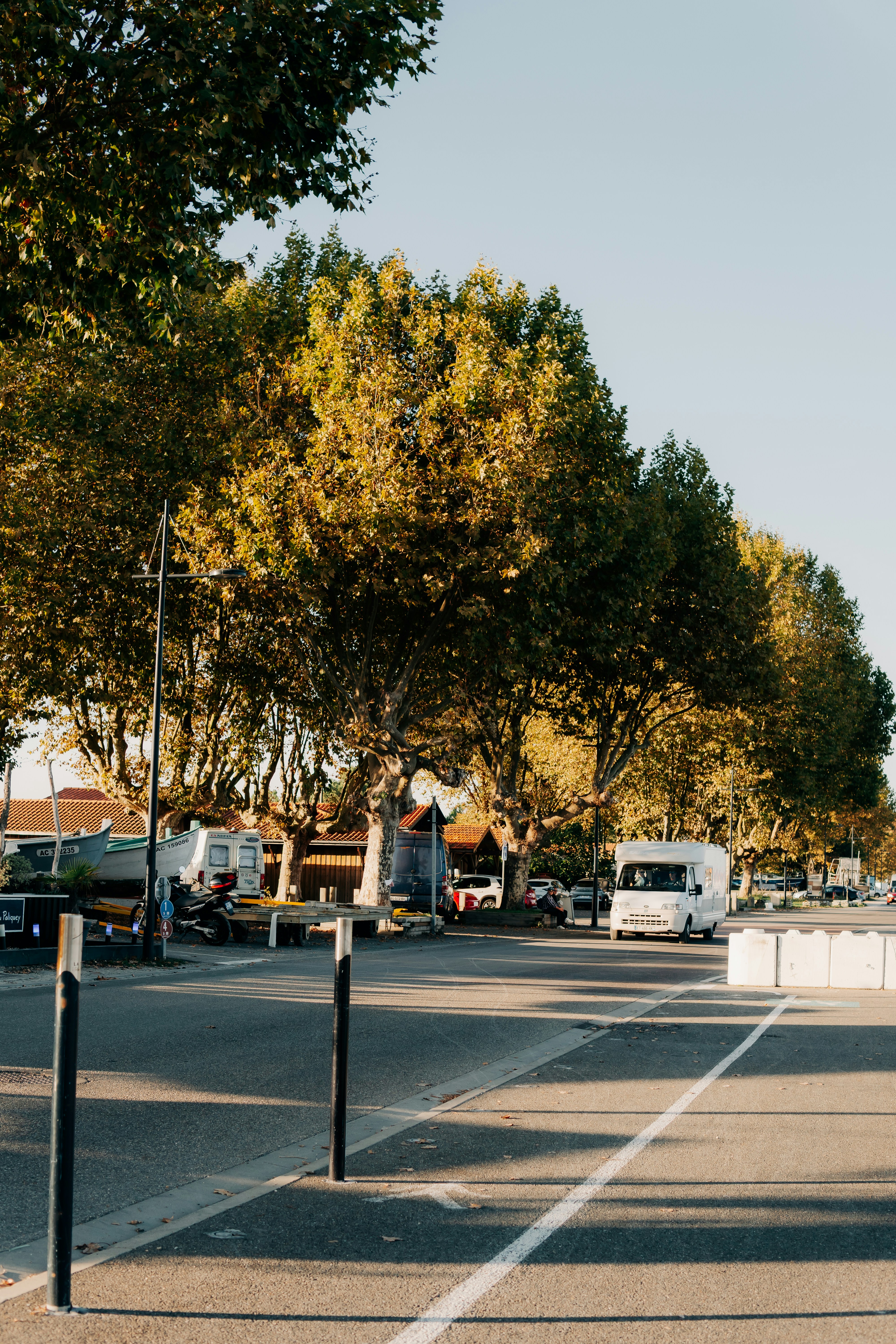 Sunlit Avenue: Rows of Dappled Trees Over a Quiet City Street