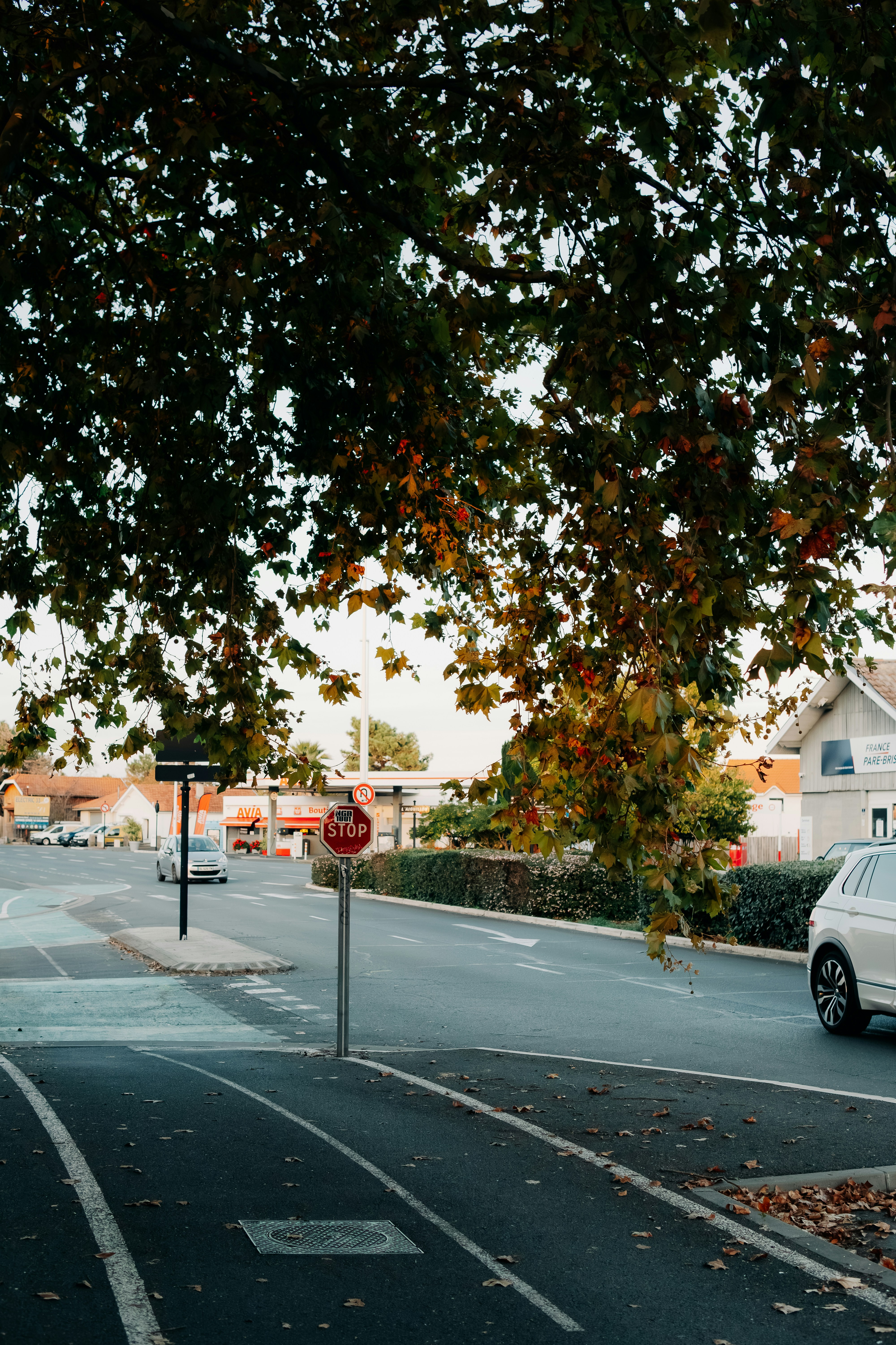 Overhanging Campus Crossroad: A Quiet Street Beneath Autumn Leaves