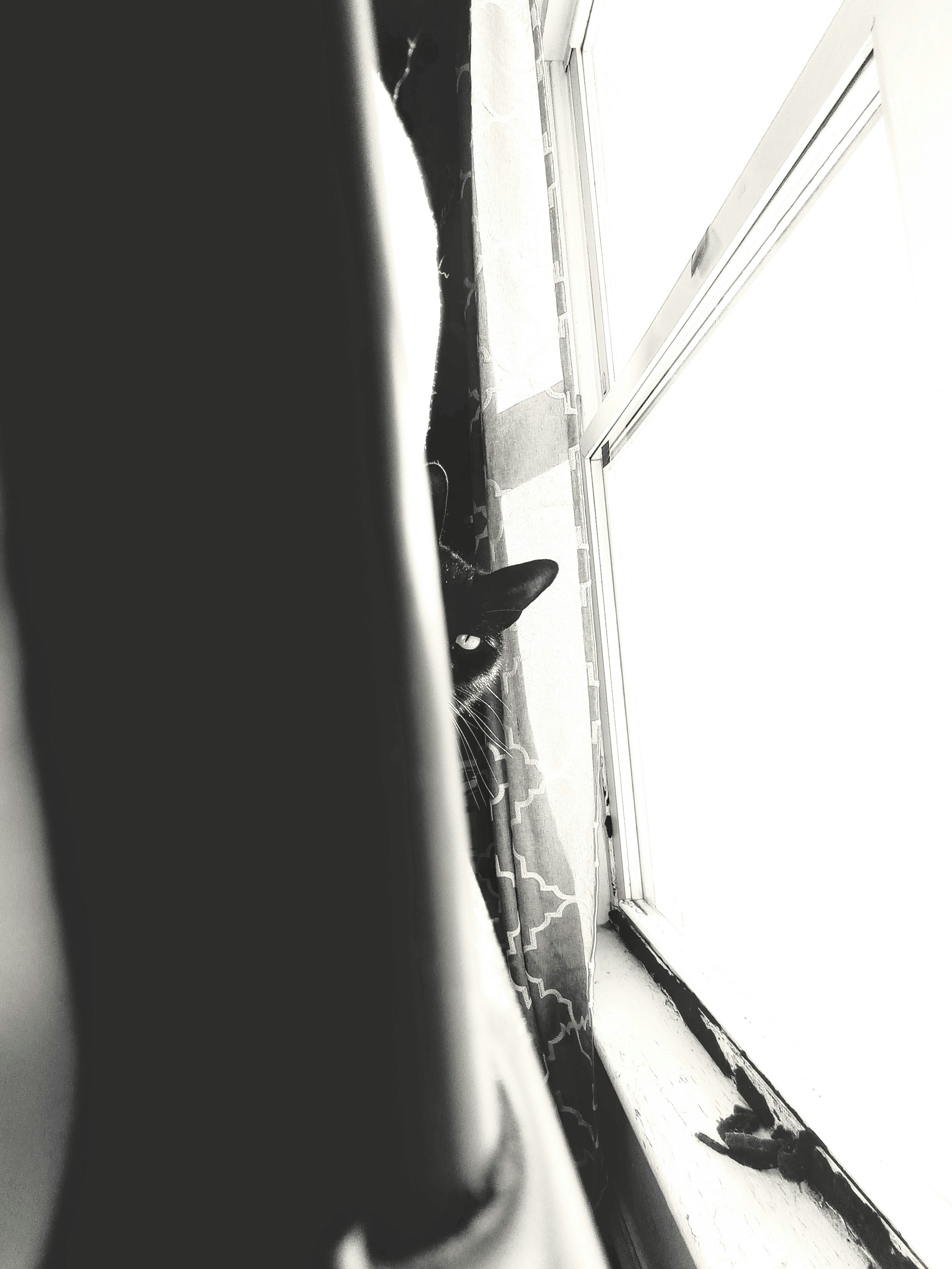 Peek of a Quiet Window: A Black Cat Silhouette in Mono