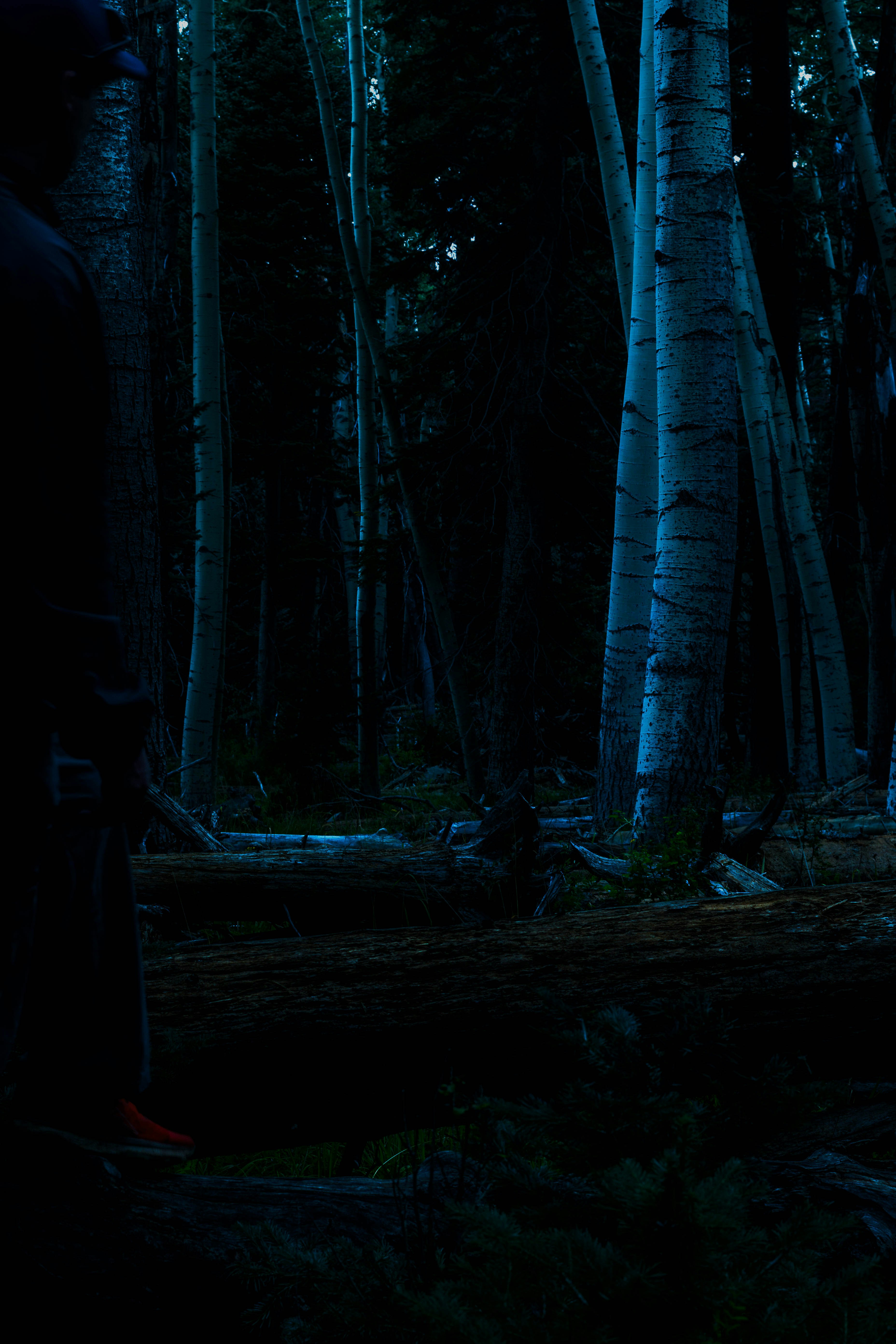 Shadowed Traveler in the Birch Corridor