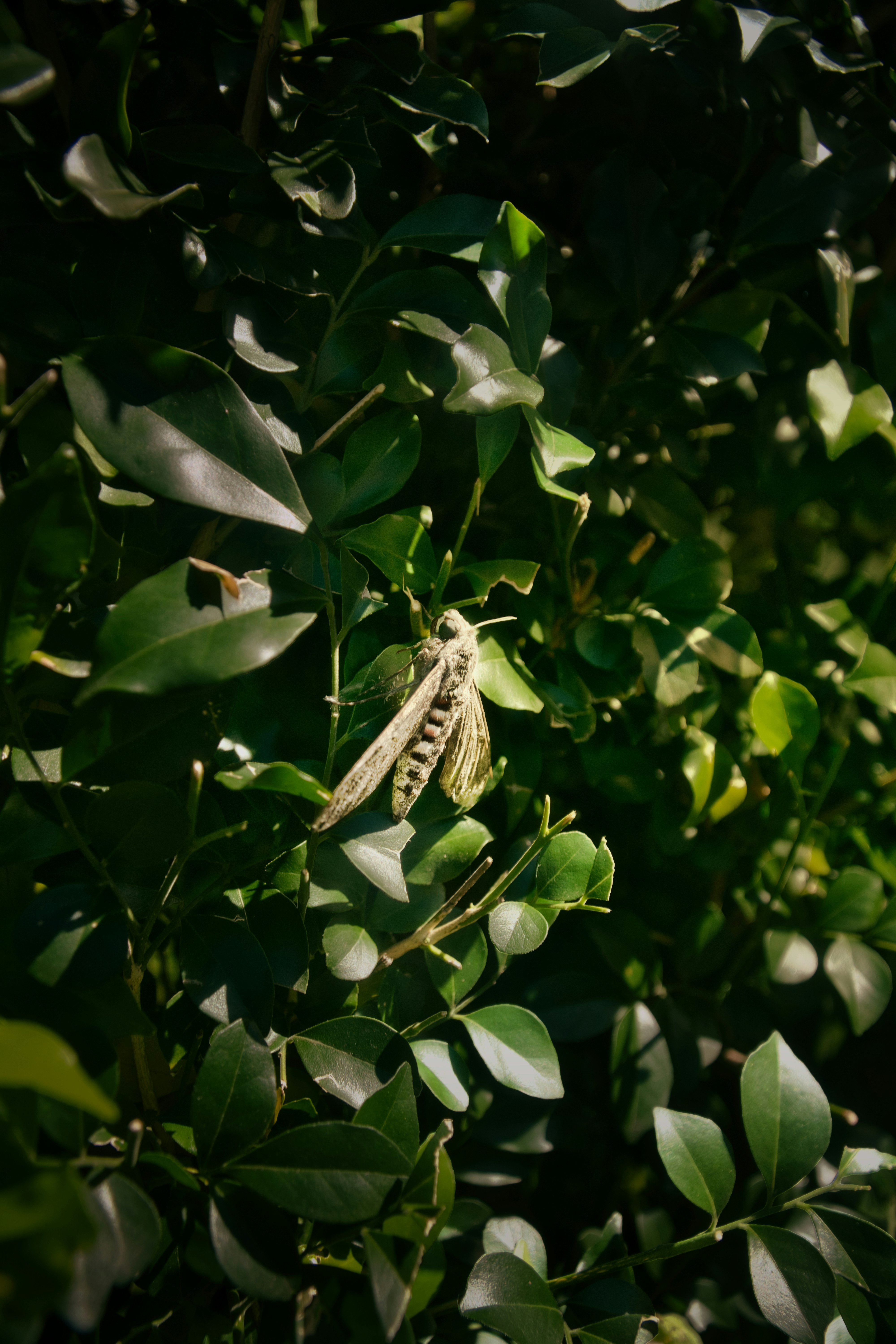 Moth on a Quiet Leaf: Camouflage Among Greenery