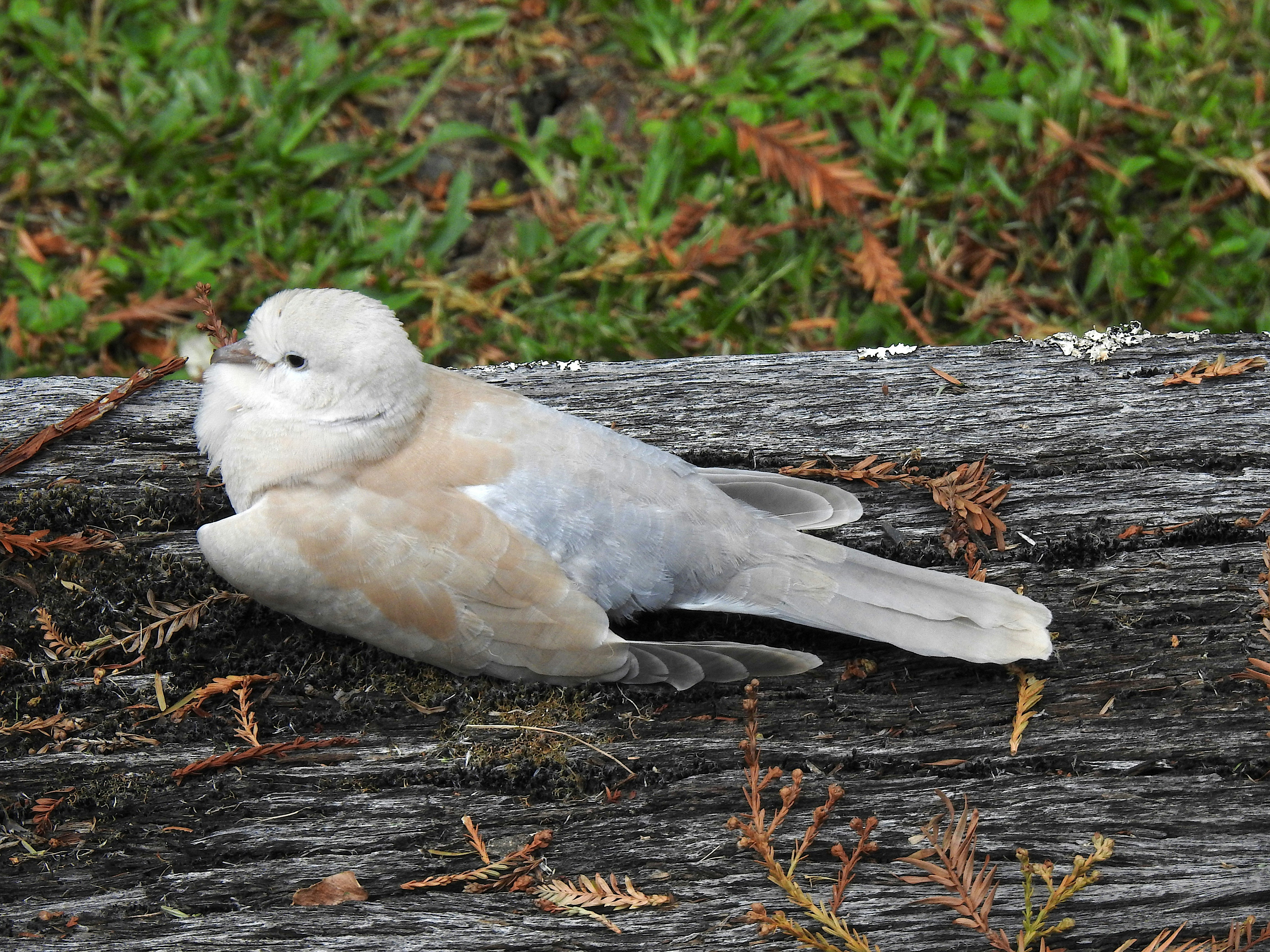 Resting Gull on Weathered Log