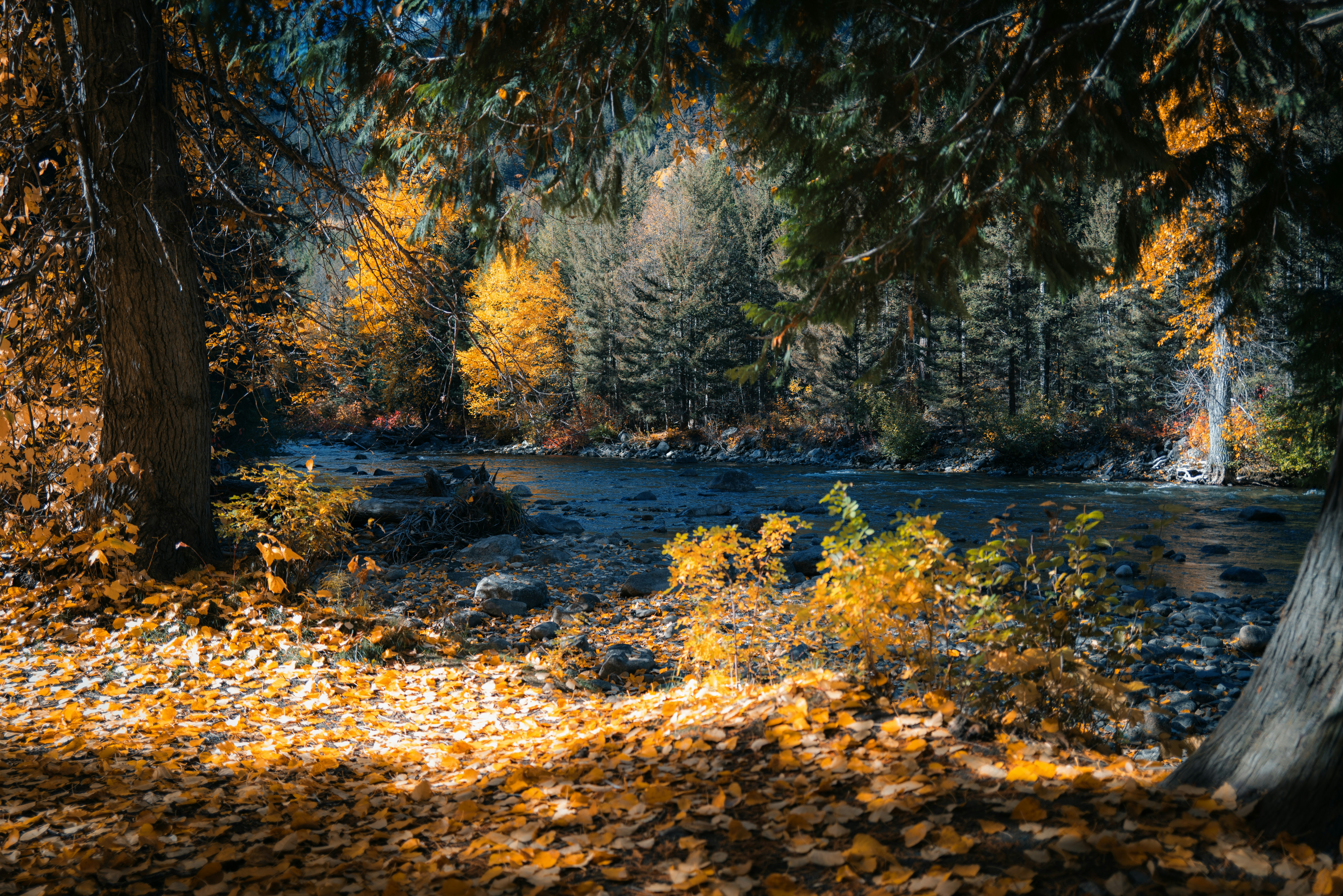 Autumn Riverbank Shadows
