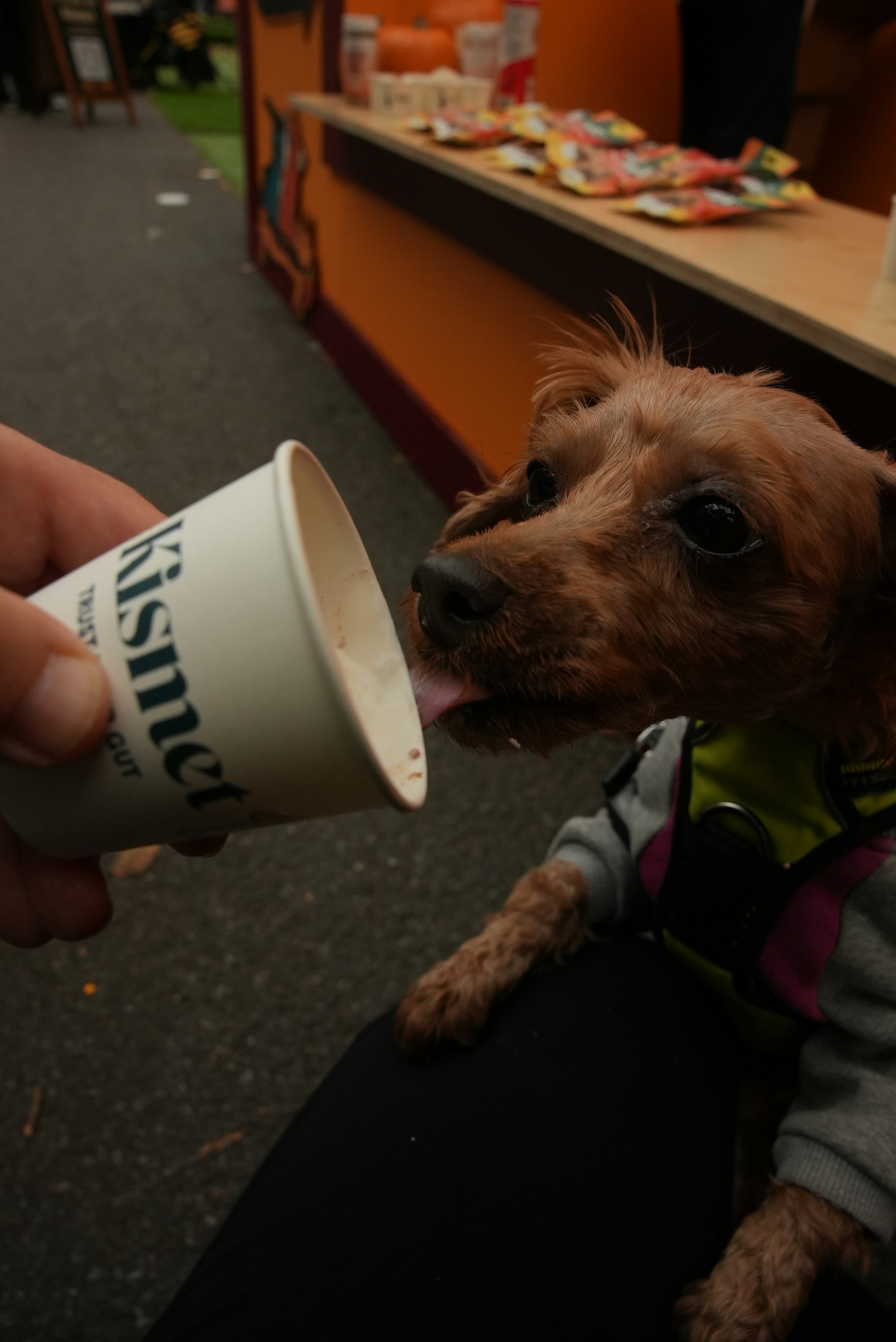 Dog gently licks a disposable cup offered by a hand, held against the backdrop of a casual indoor setting with snacks on a counter.