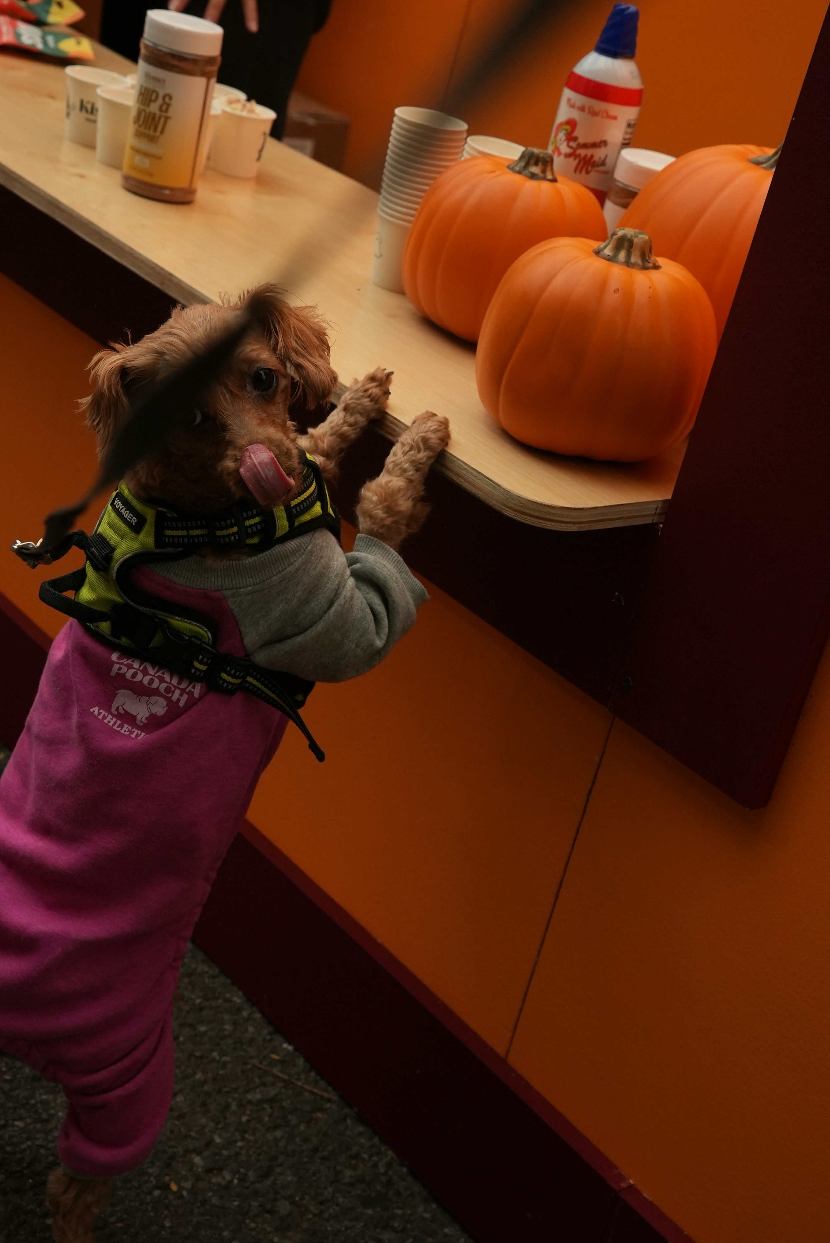 A small dog in a pink outfit investigates pumpkins atop a counter, reaching with paws toward their glossy surfaces. The scene is set at a festive fall display with cups and condiments in the background.