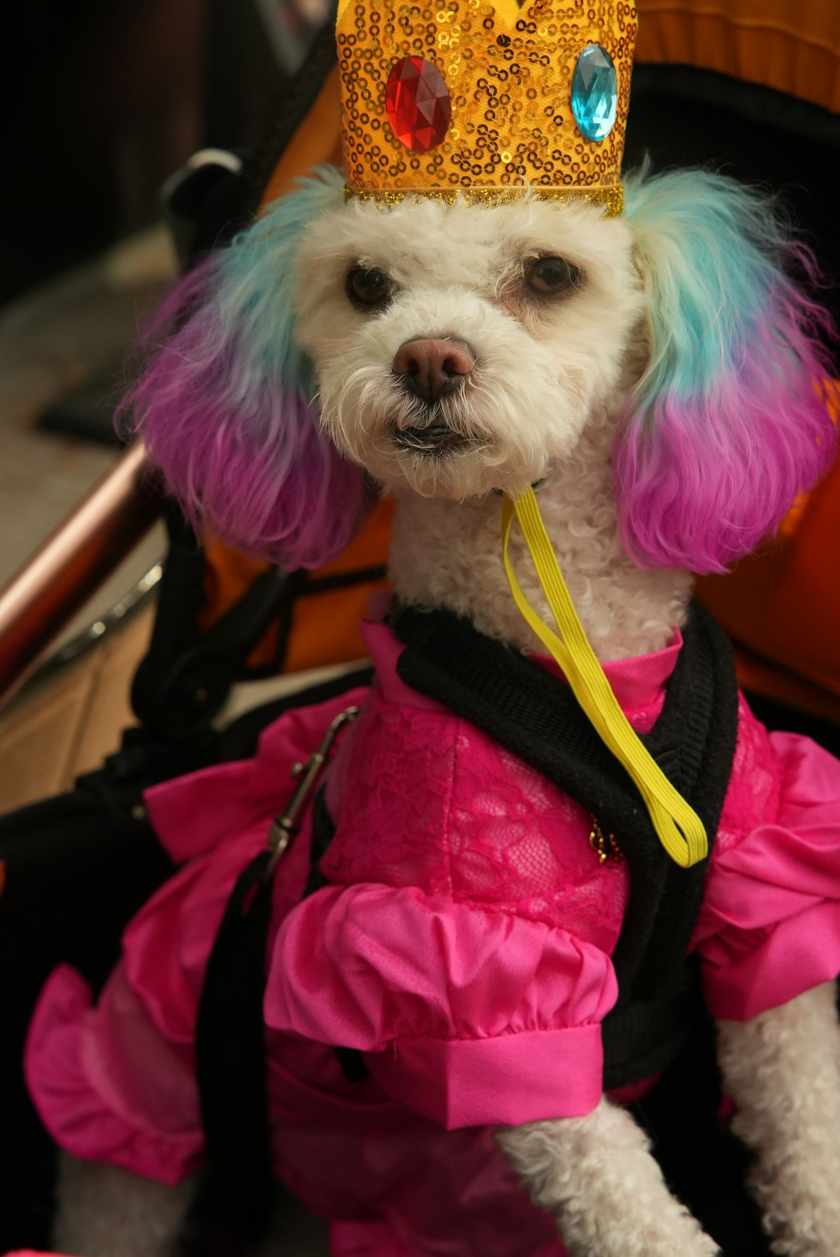 Colorfully dressed small dog wearing a gold crown with red and blue gems, seated in a stroller-like setup, pink ruffled outfit and yellow ribbon.