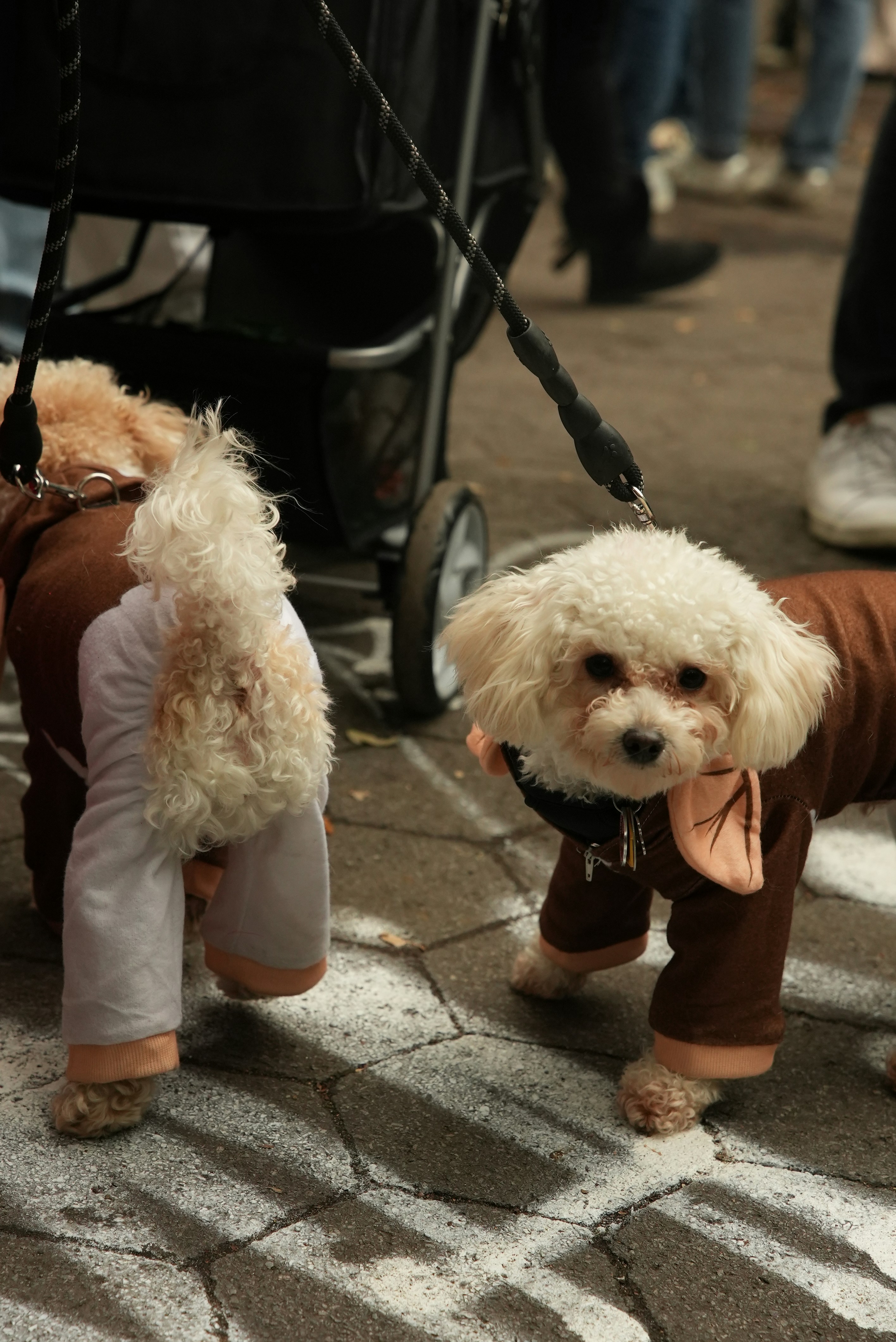 Miniature Paws, Big Adventure: A Pair of Dressed-Up Dogs Step Forward