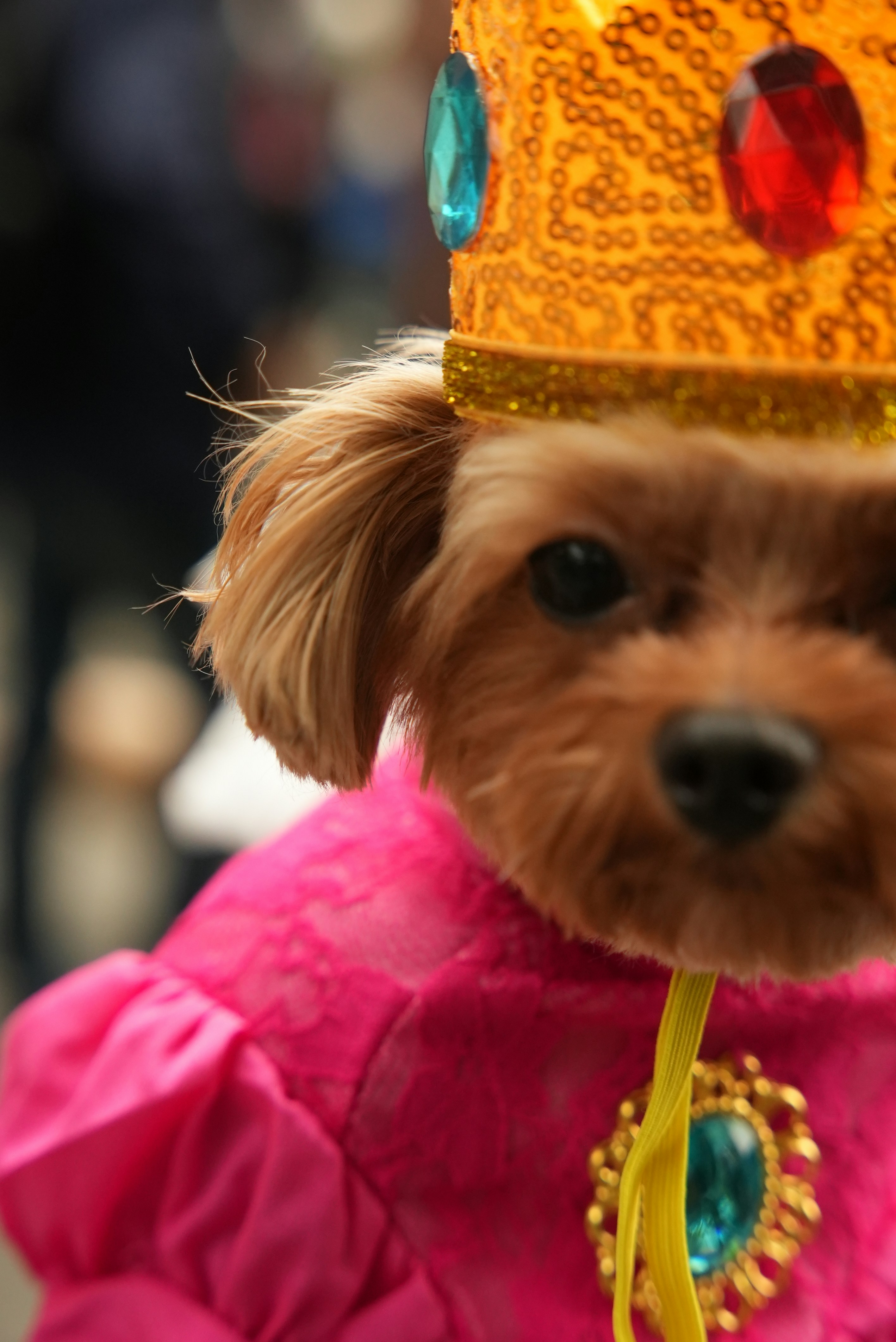 Tiny dog in a pink outfit wearing a jeweled crown, with turquoise and red gems, in a festive close-up shot.