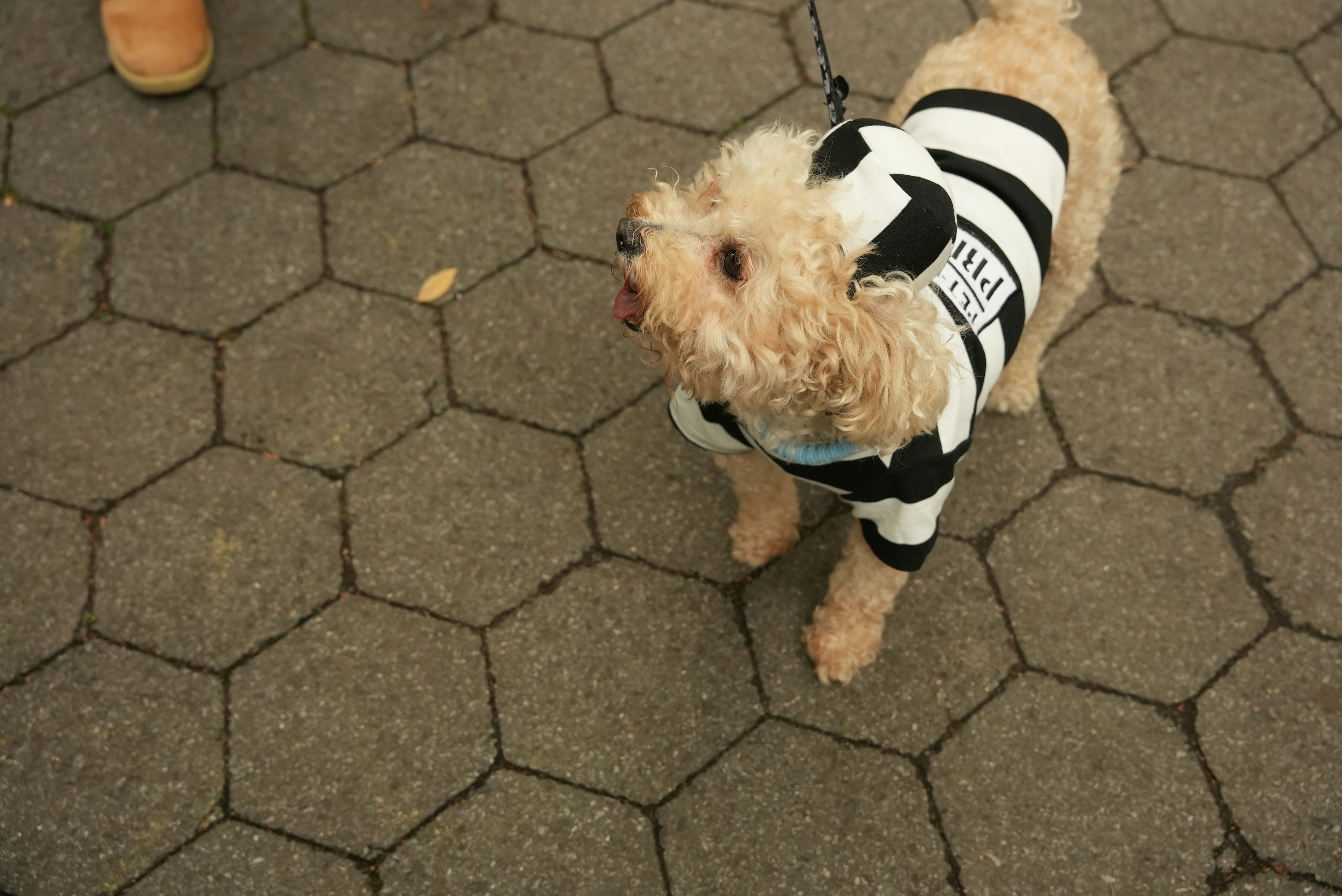 Small dog in a striped shirt on a stone-paved path, looking upward with leash visible; a candid street moment captured outdoors.