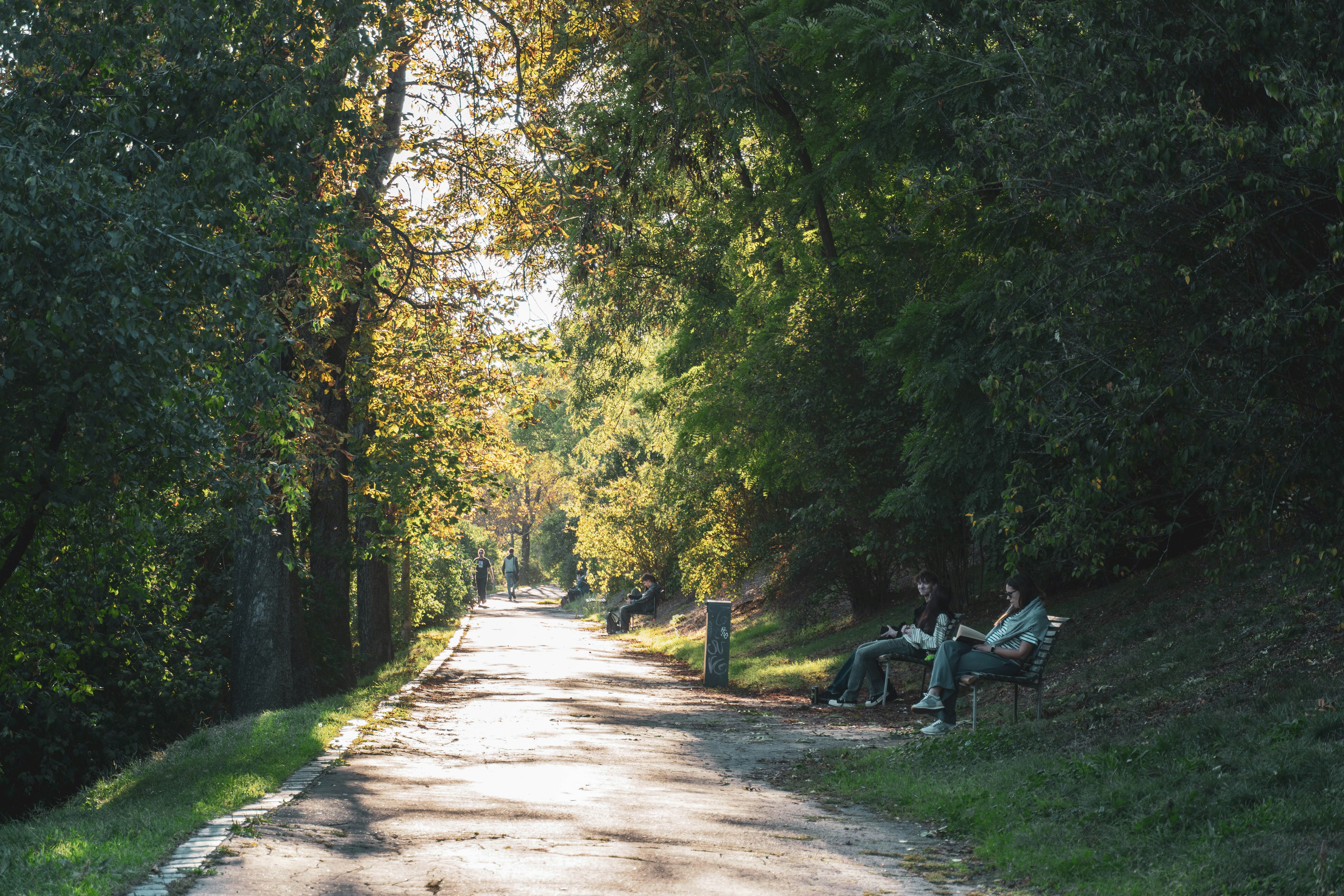 Quiet Riverbend Pathway: Sunlit Trees and Benches in a Park