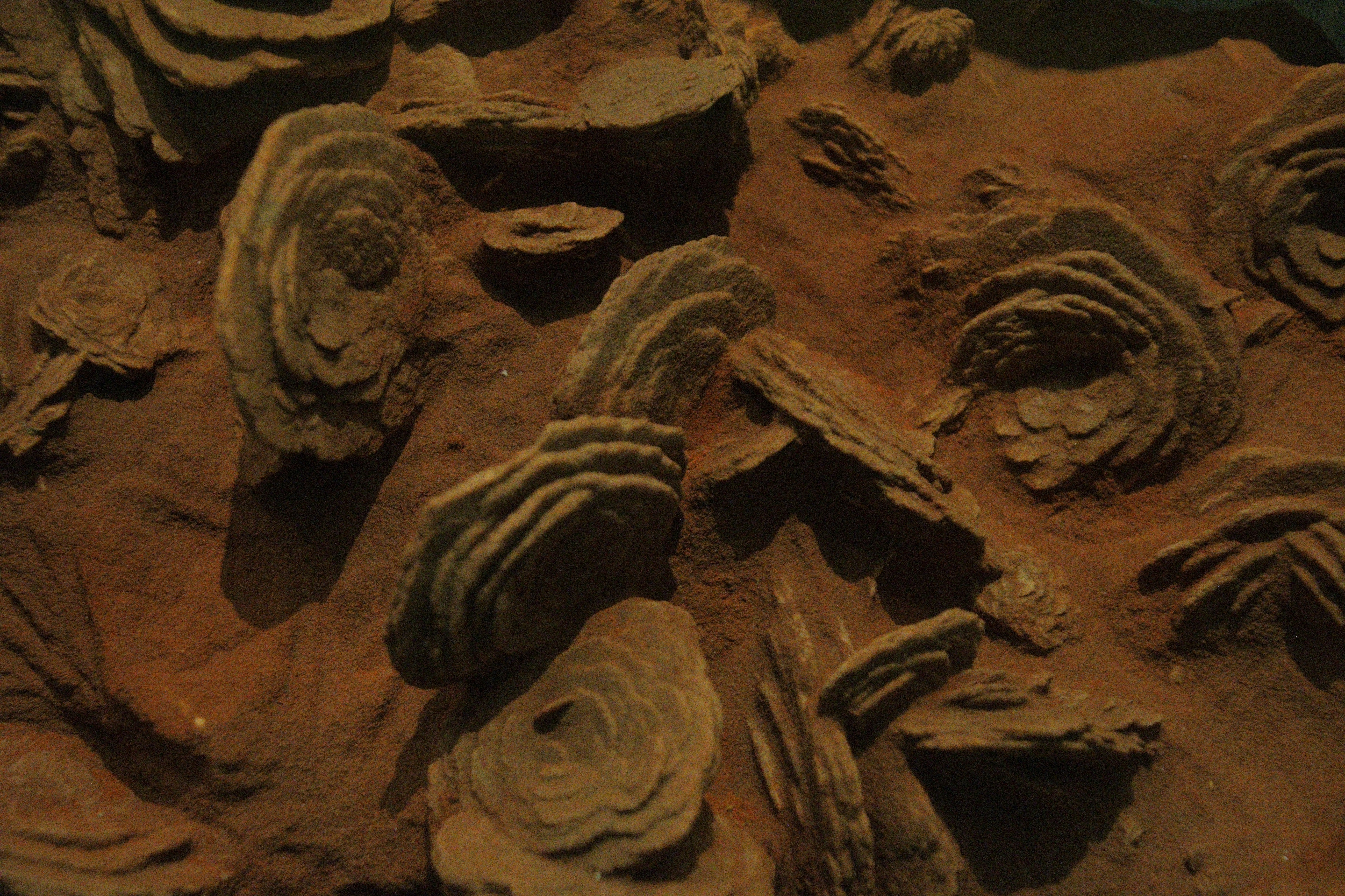 Fossilized Whorls in Warm Amber Sediment