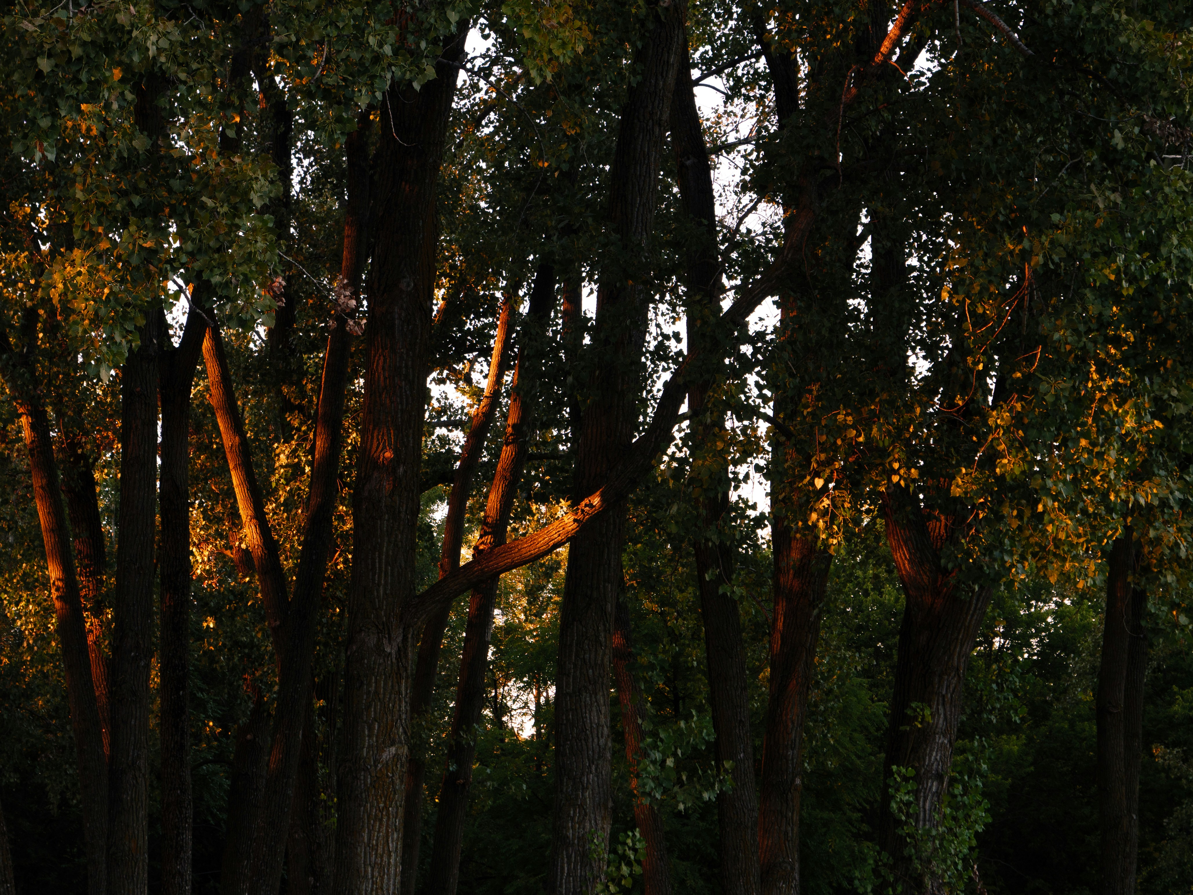 Sun-dappled trunks and foliage form a vertical forest scene with warm backlighting along the upper branches.