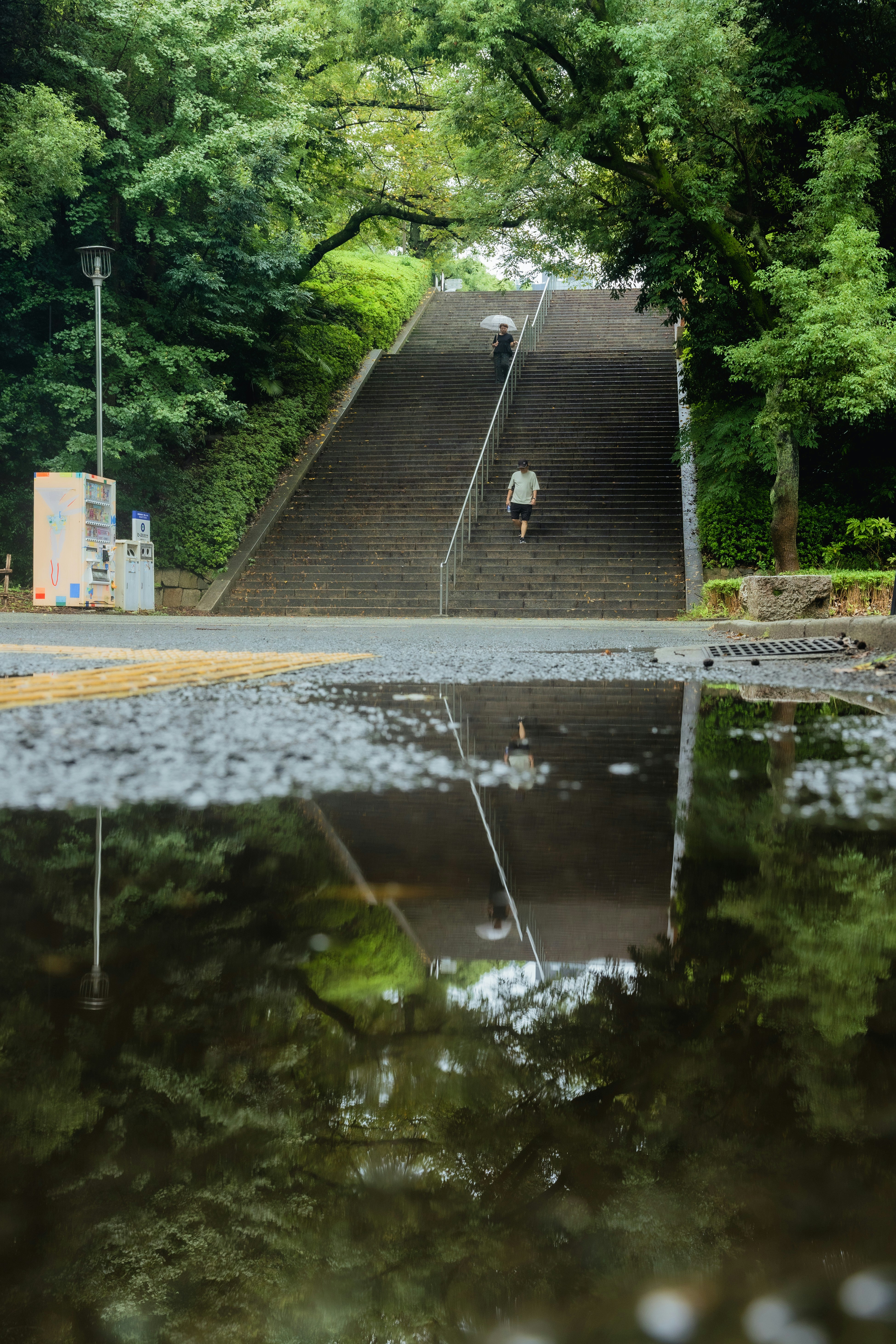Emerald Stairwell Through a Rain-Soaked Park