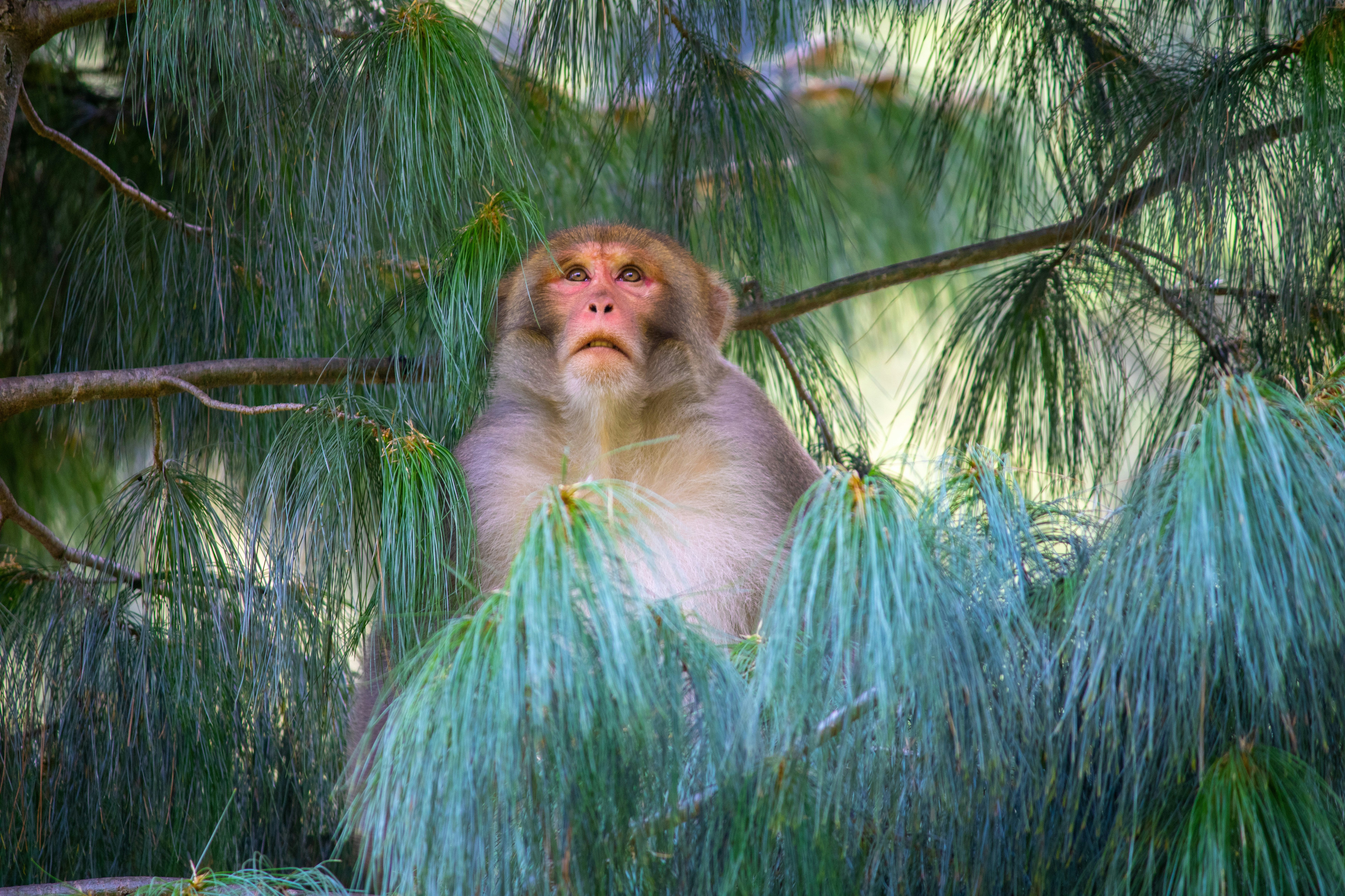 An attentive monkey perches amid pine branches, with soft natural light highlighting its face and fur. The shot emphasizes the animal within a lush green setting.