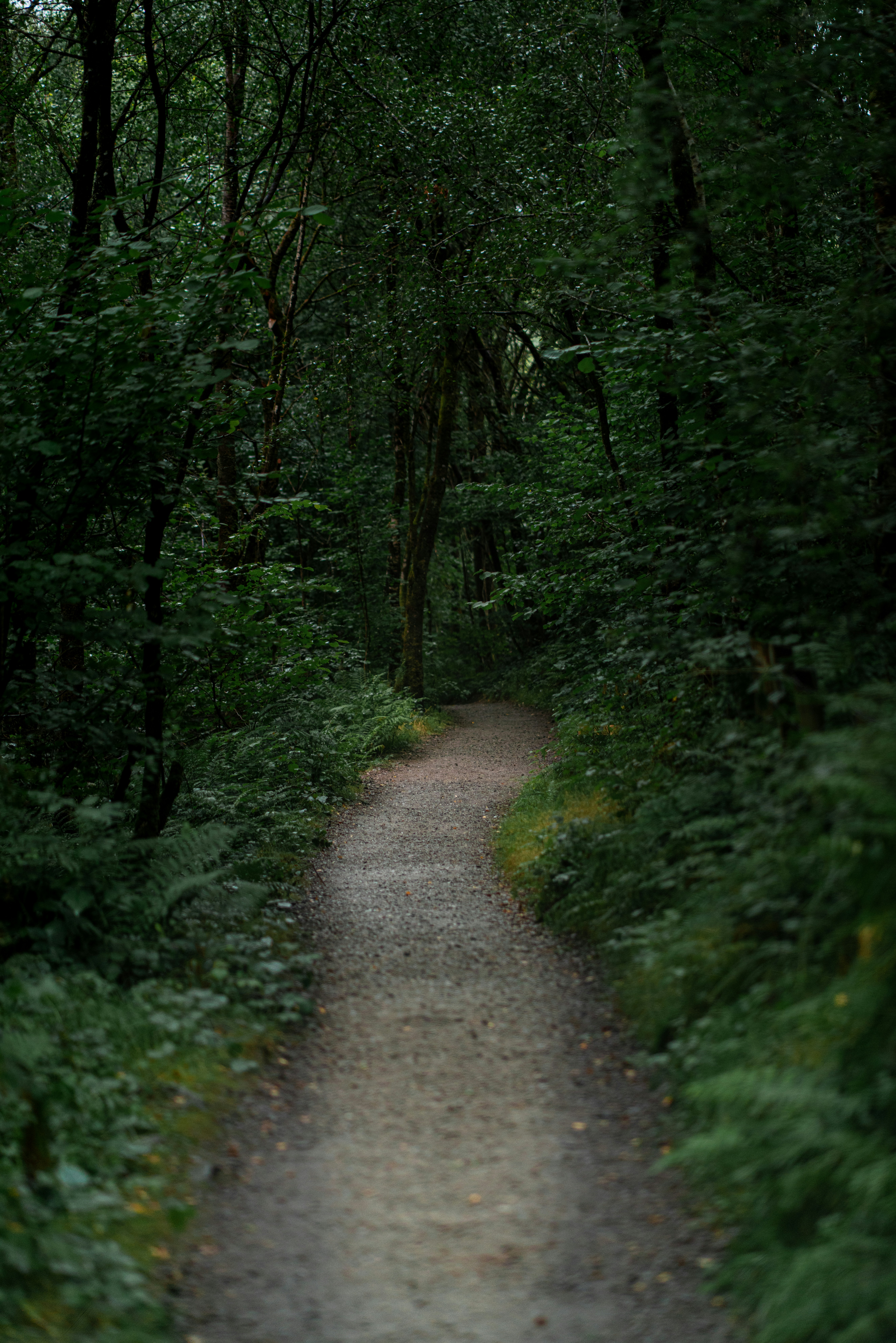 A narrow gravel trail winds through a dense, shadowy forest with lush foliage on both sides, inviting a quiet walk into the woods. This is a natural landscape photograph.
