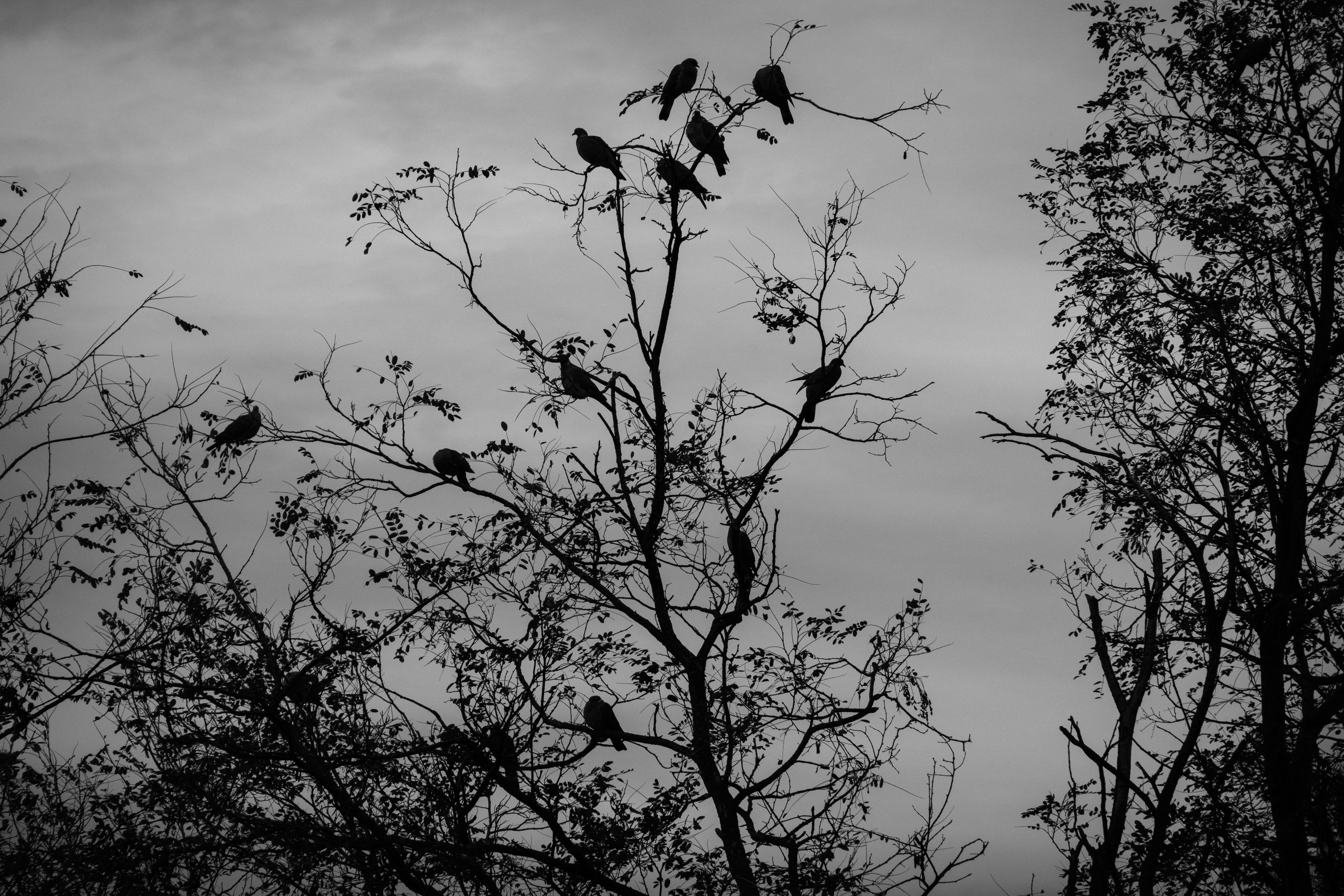 Colony of Silence: Ravens perched along the winter branches