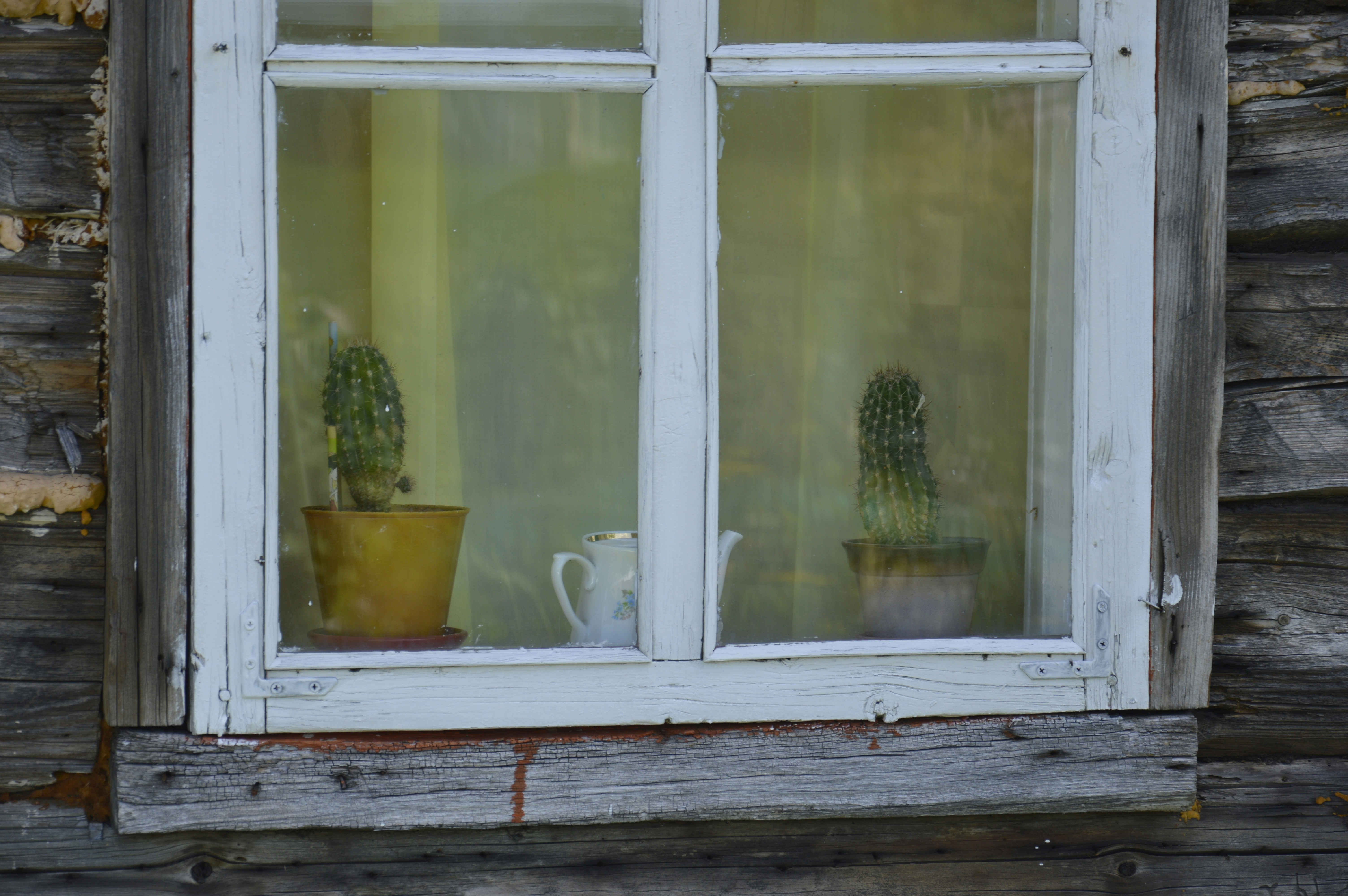 Weathered Window Garden: Cacti in a Quiet Farmhouse Corner