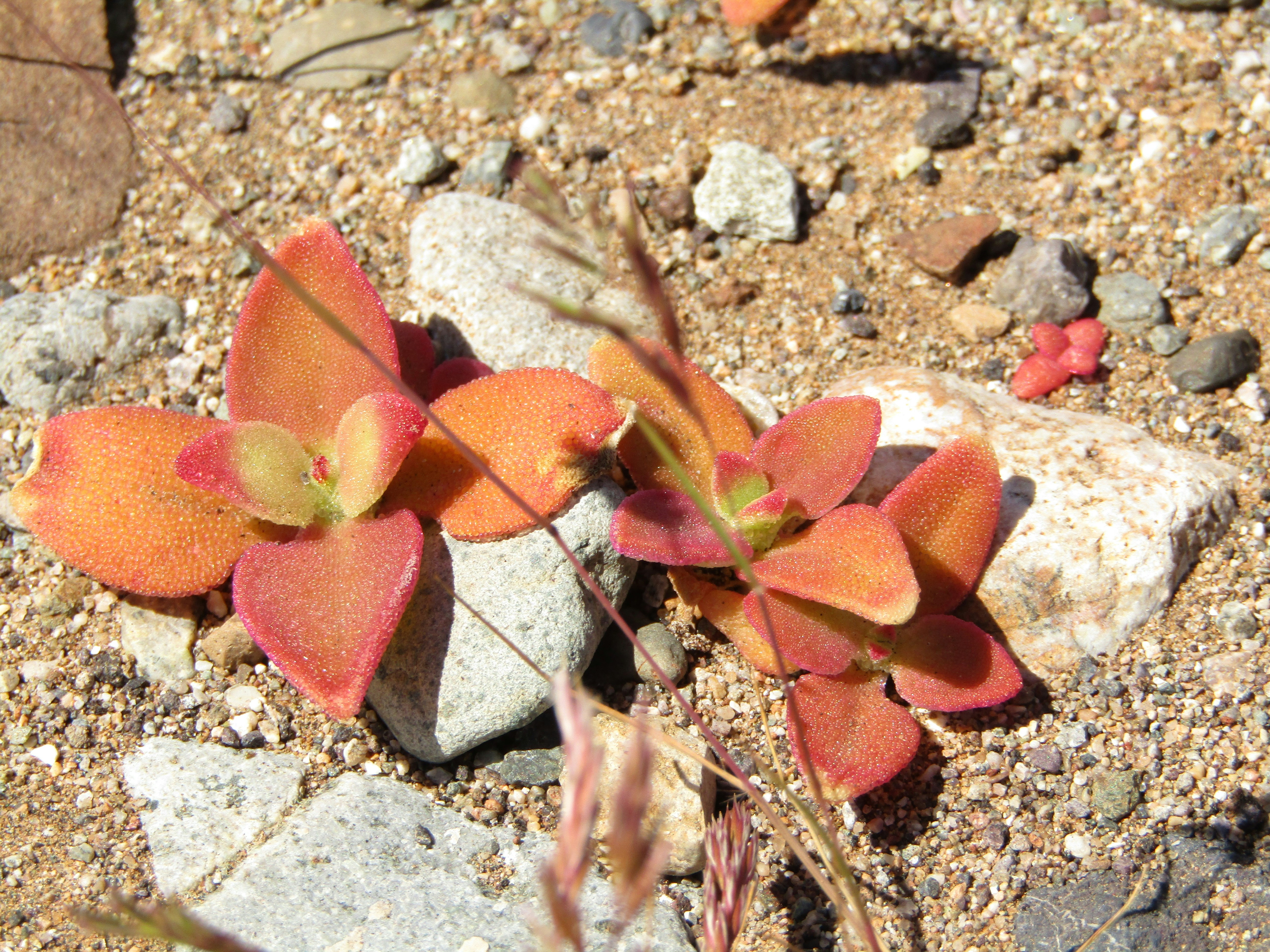 Desert Crimson: Tiny Succulents Nestled Among Pebbles