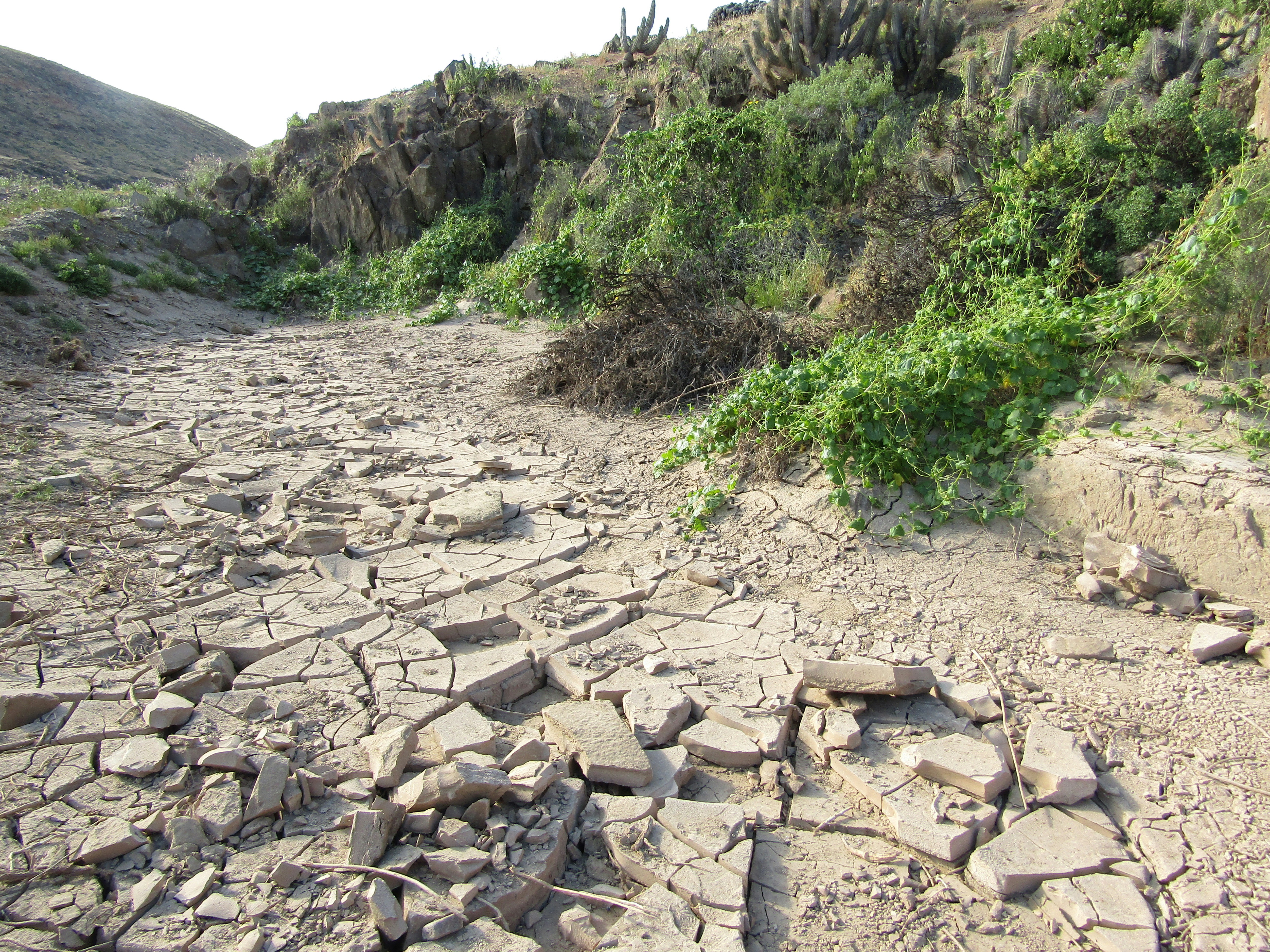A dry creek bed with cracked mud and rocks below a rocky hillside with cacti