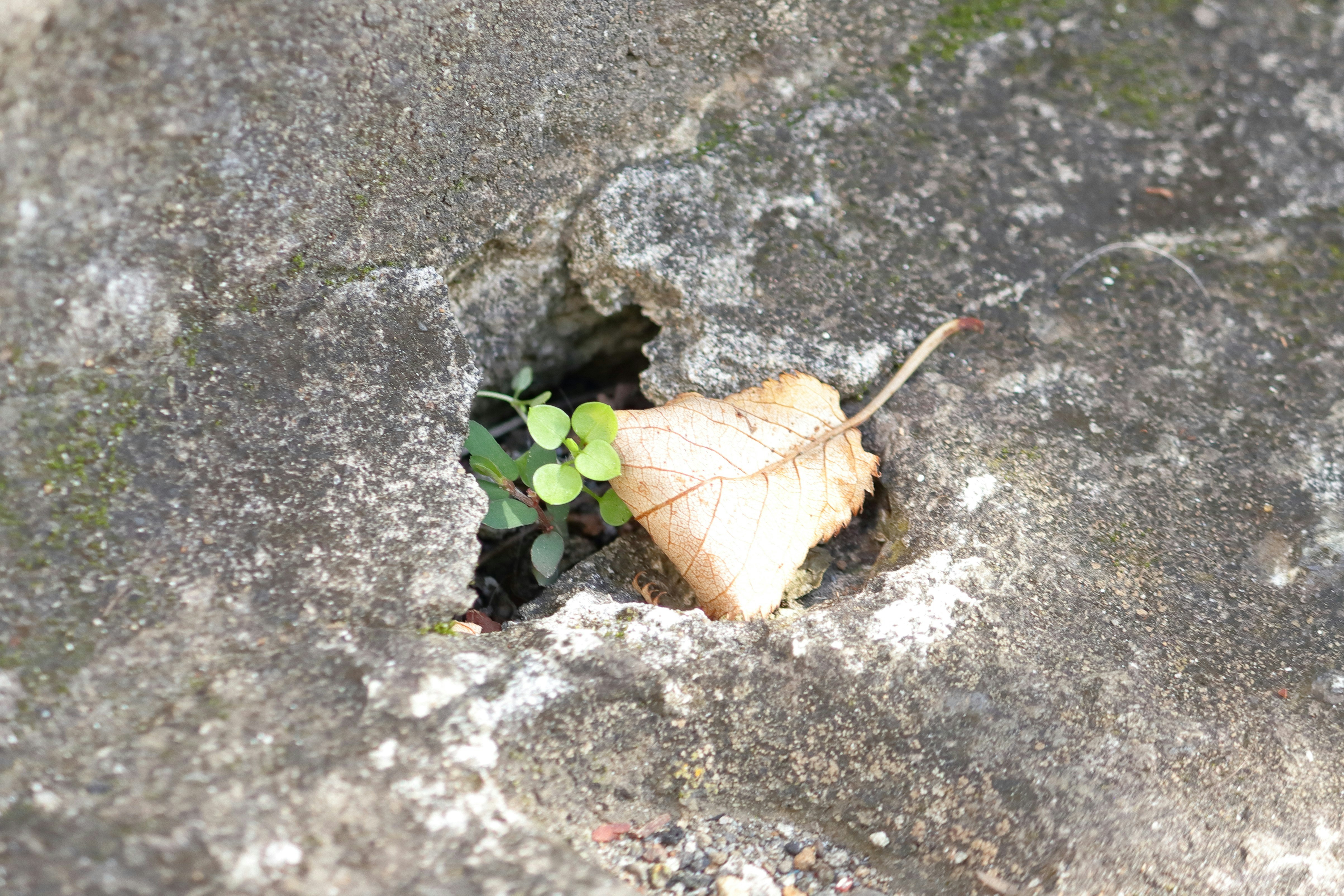 Green Sprout Popping Through a Pebble Hole
