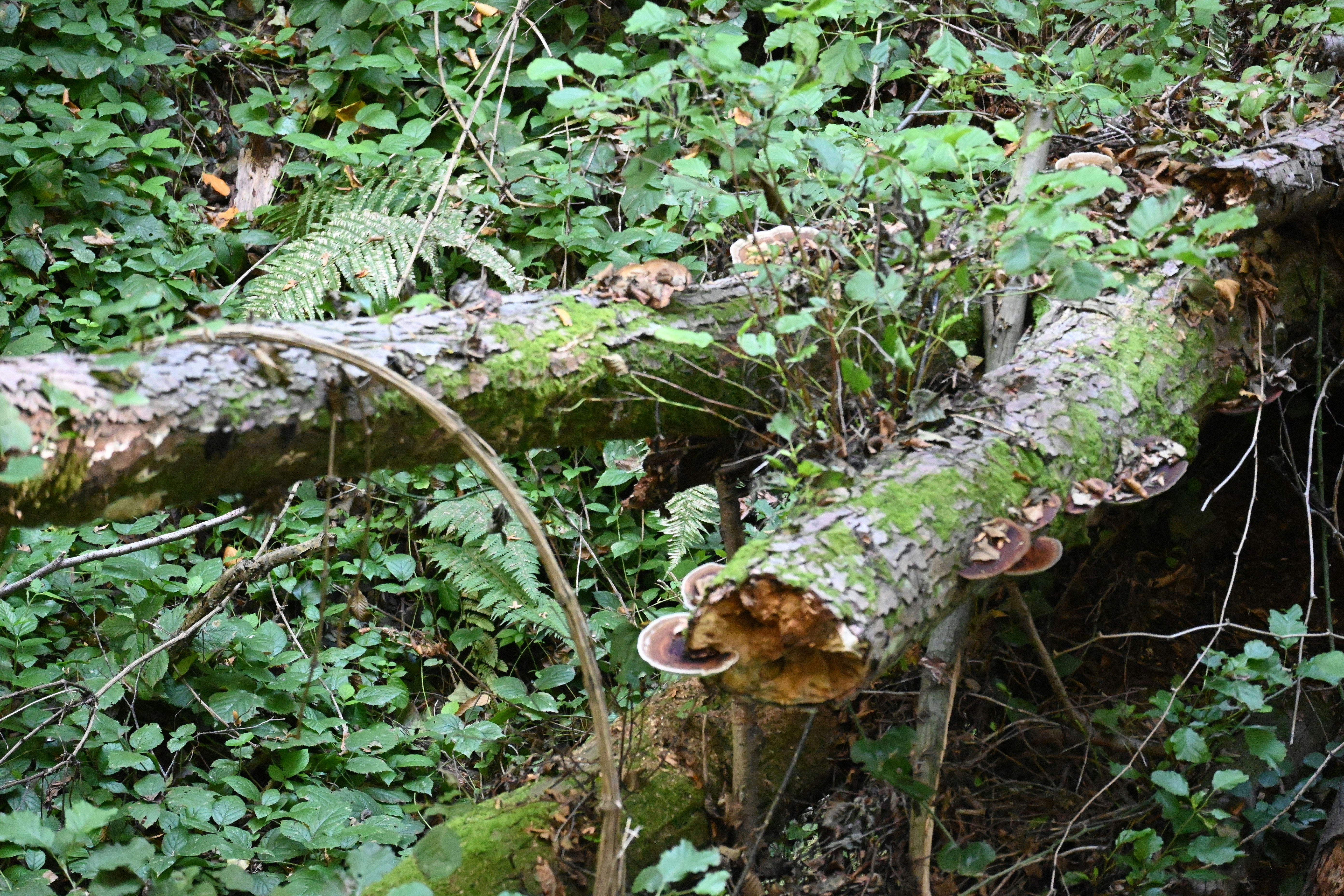 Mossy Fallen Branch with Shelf Fungi in a Verdant Understory