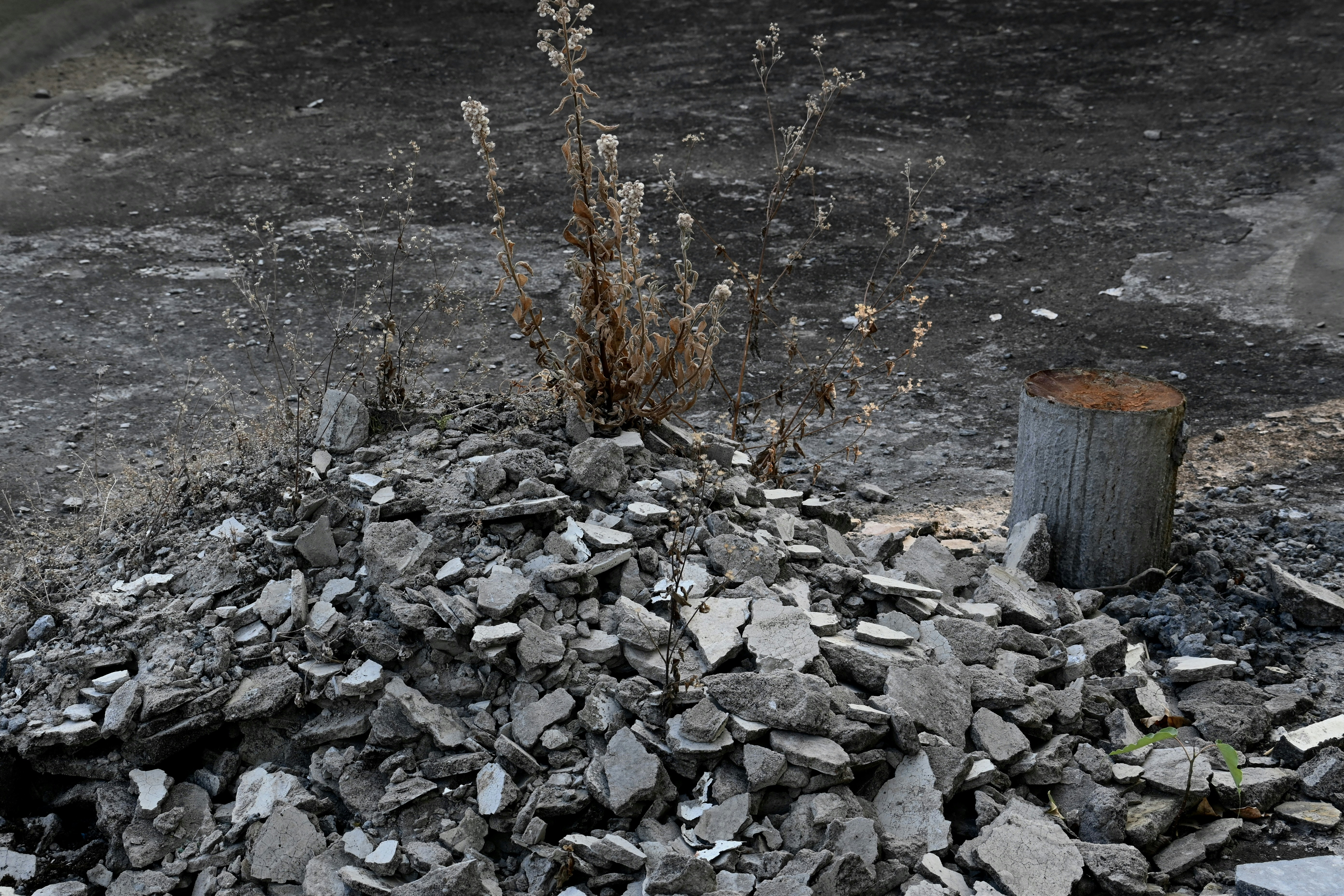 Rubble and Wildflower Resilience by a Stump