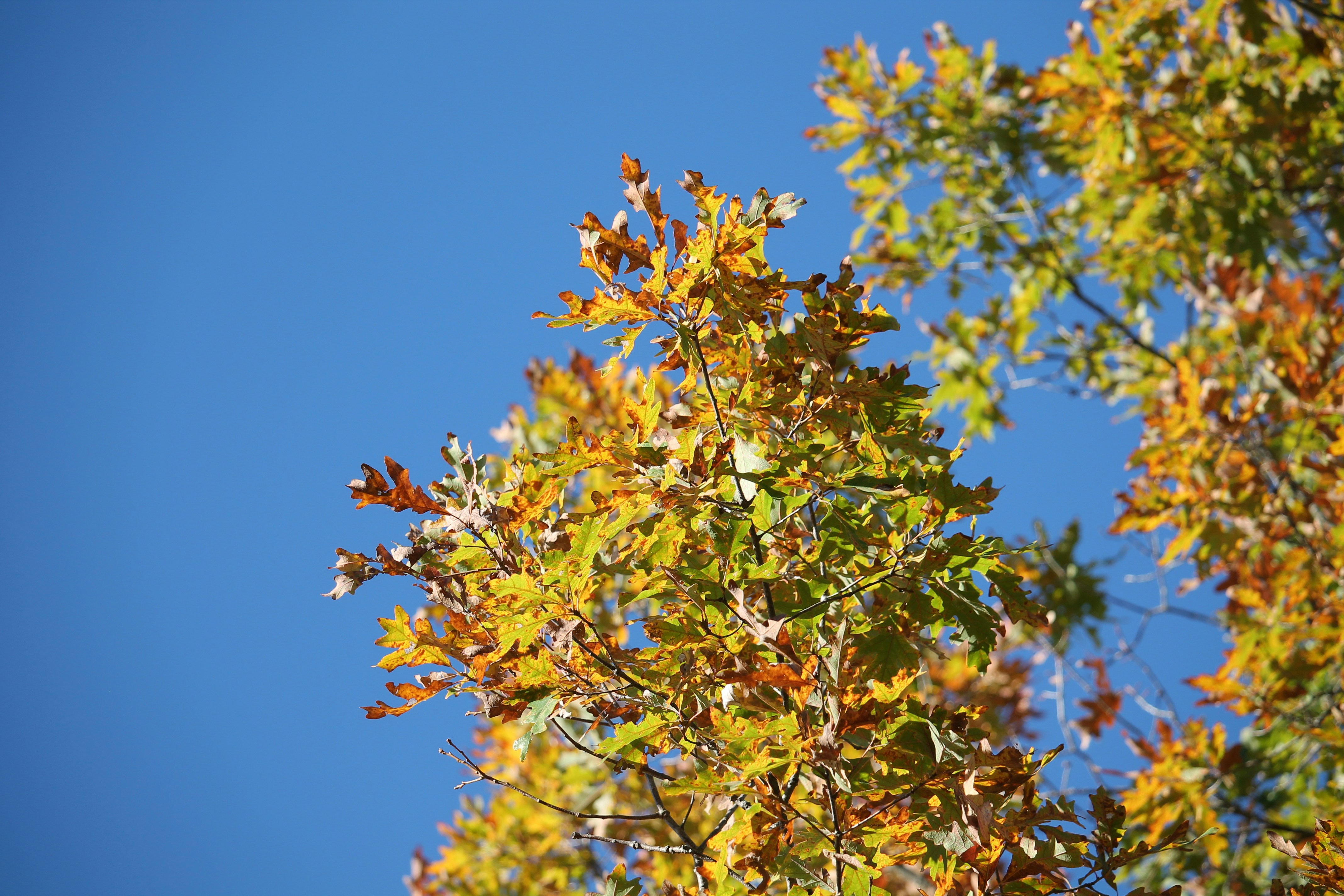 Autumn Maple Against a Cerulean Sky