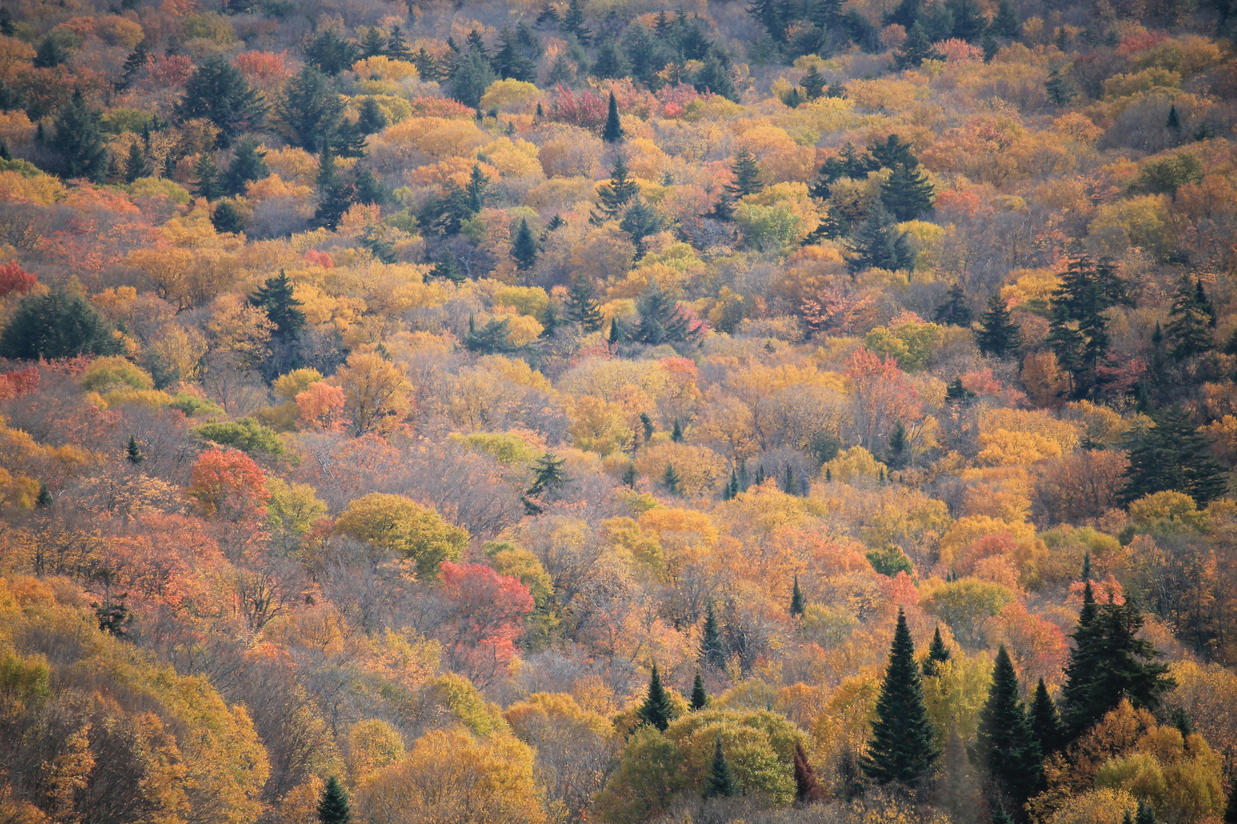 Vibrant autumn forest blanket with warm golds, oranges, and reds viewed from a high vantage point; a landscape composition emphasizing seasonal color variety and depth.