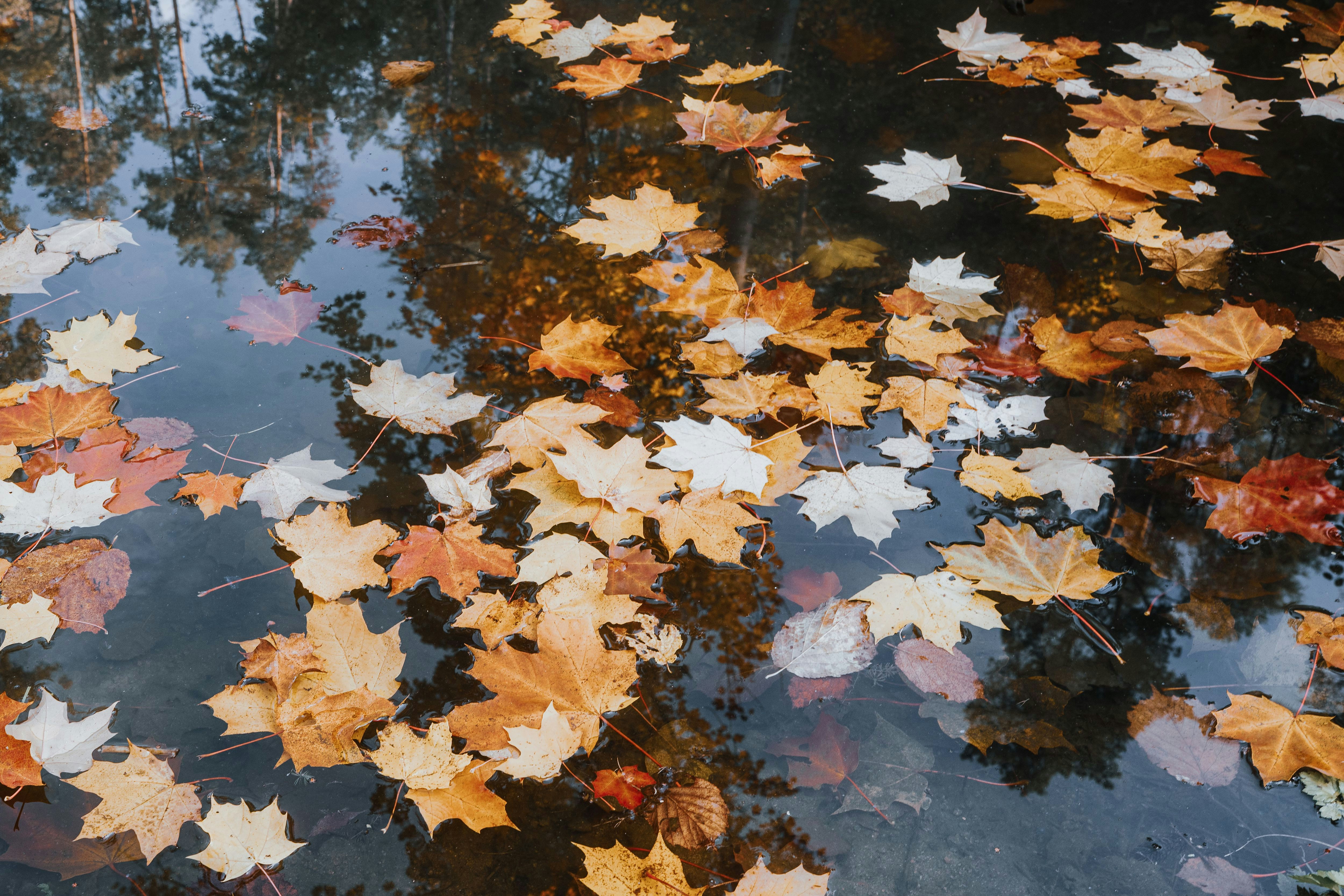 Floating Autumn: Maple Leaves on Quiet Water