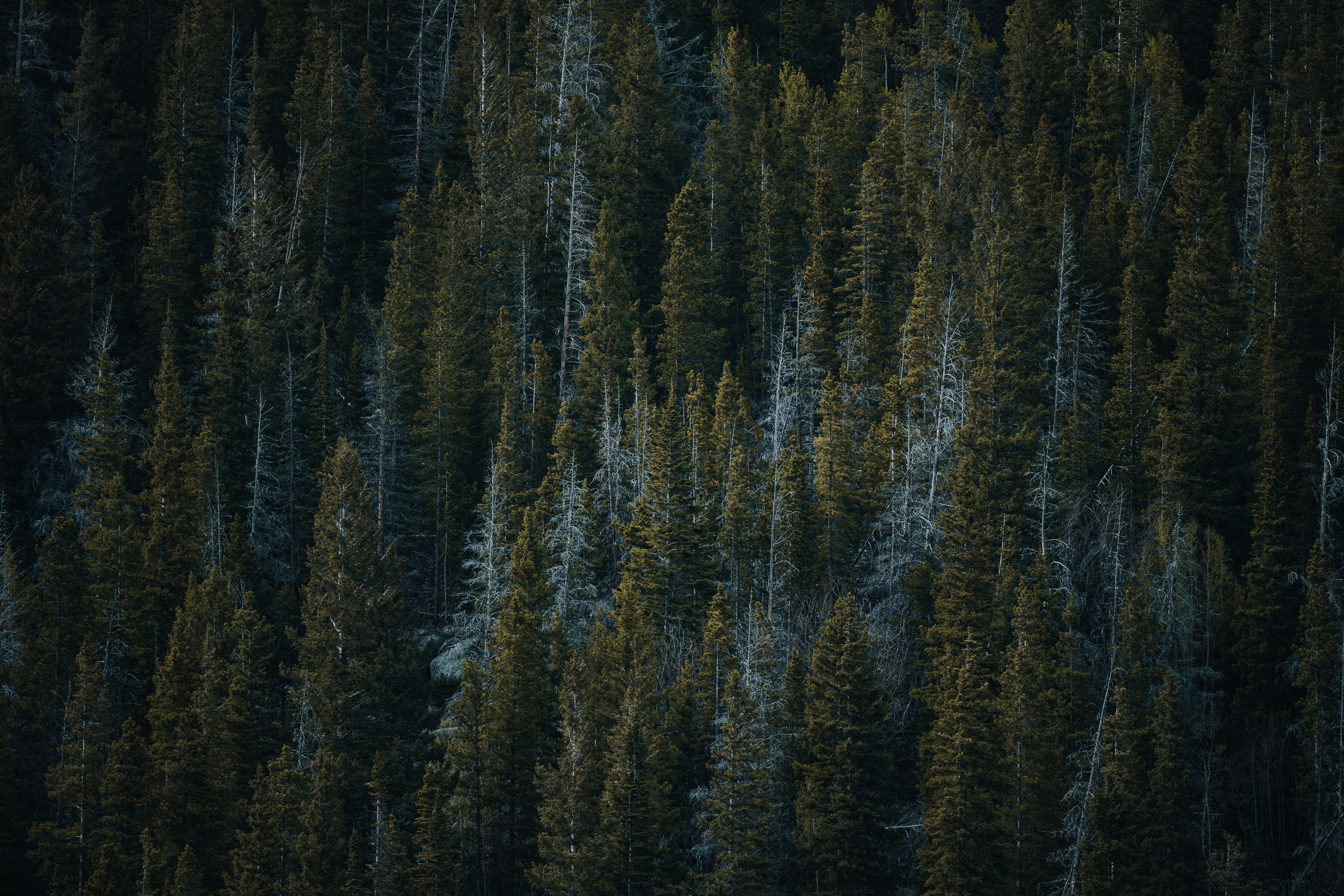 Dusk in the Pines: A Dense Ridge of Evergreen