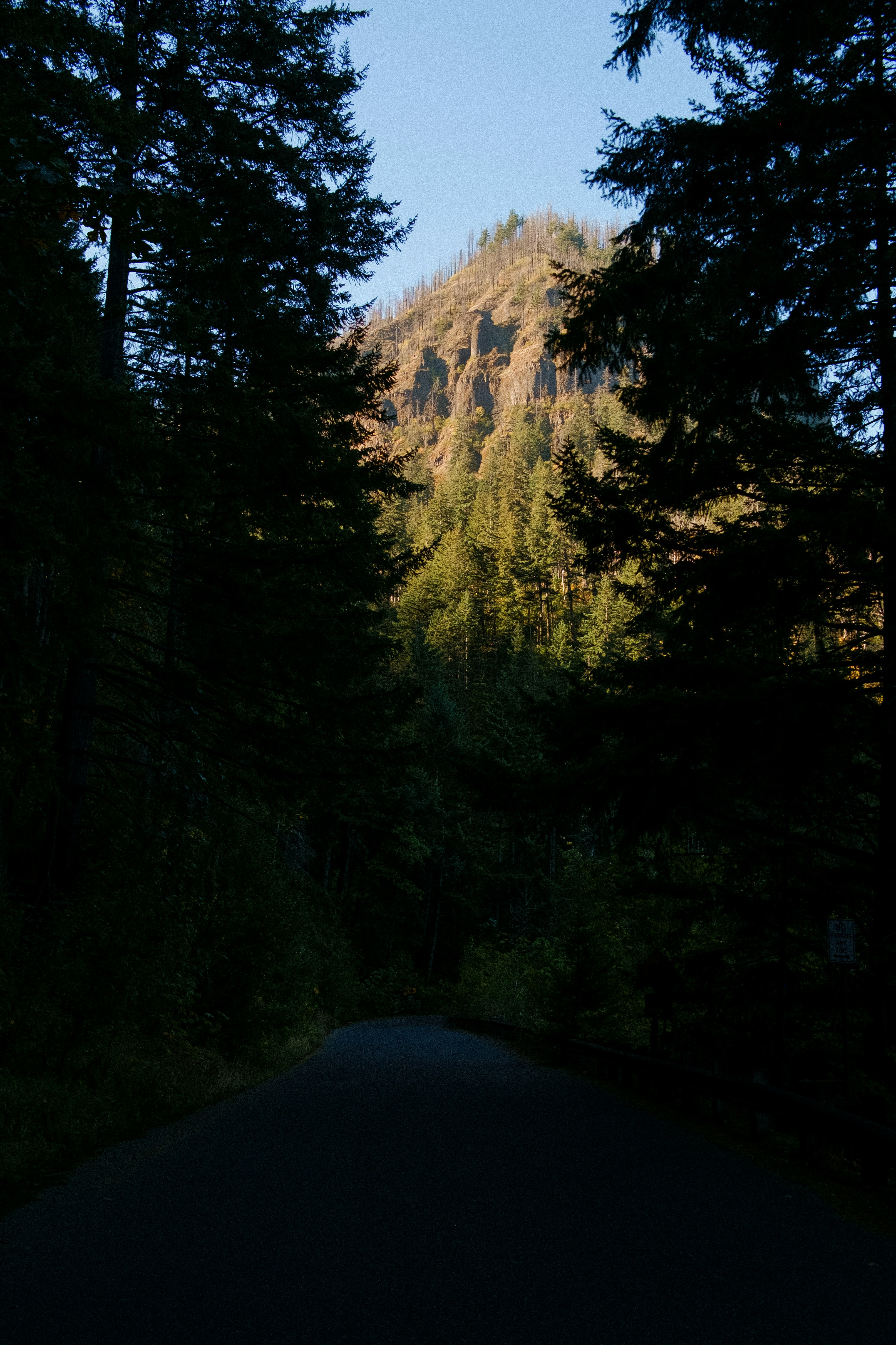 Hidden Peak Breaks Through the Pines