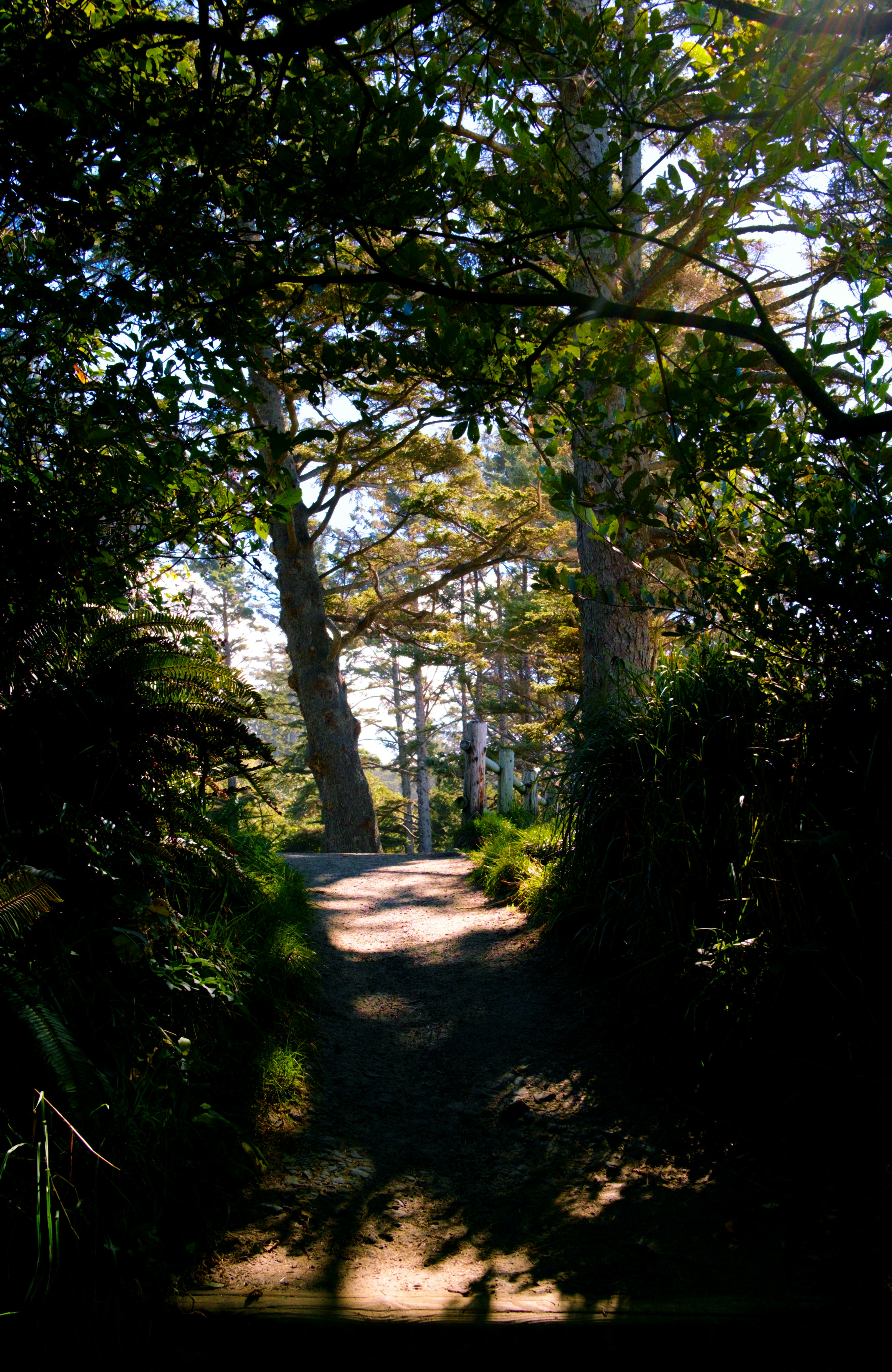 Sunlit Path Through a Canopy of Night-green Pines