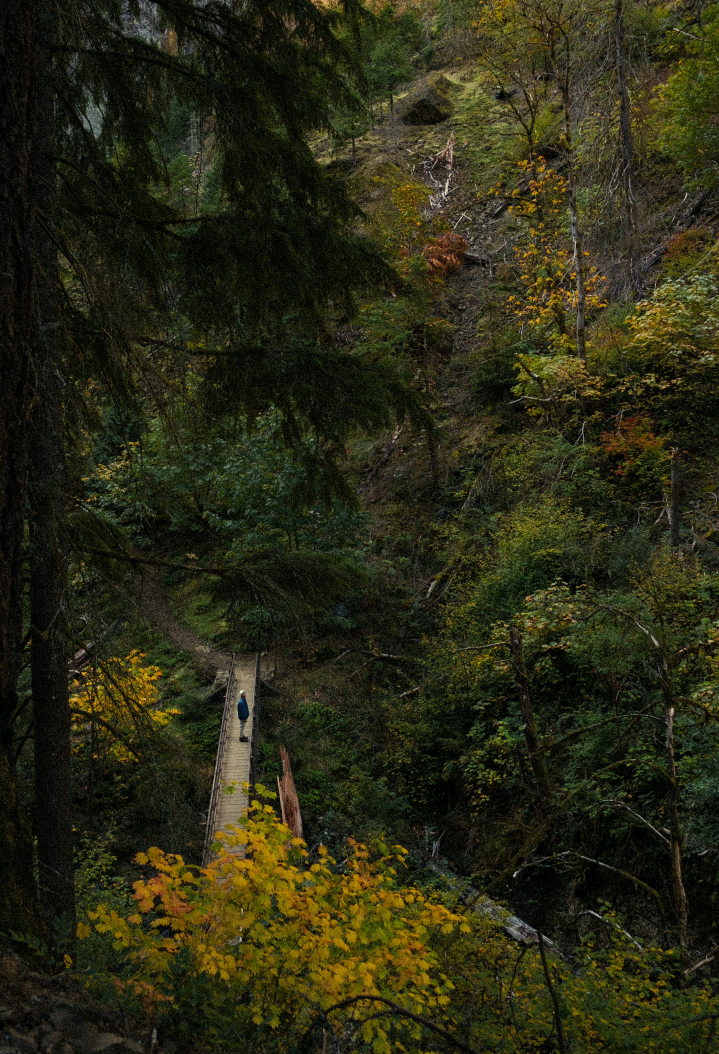 Suspended Span Through a Golden Canopy