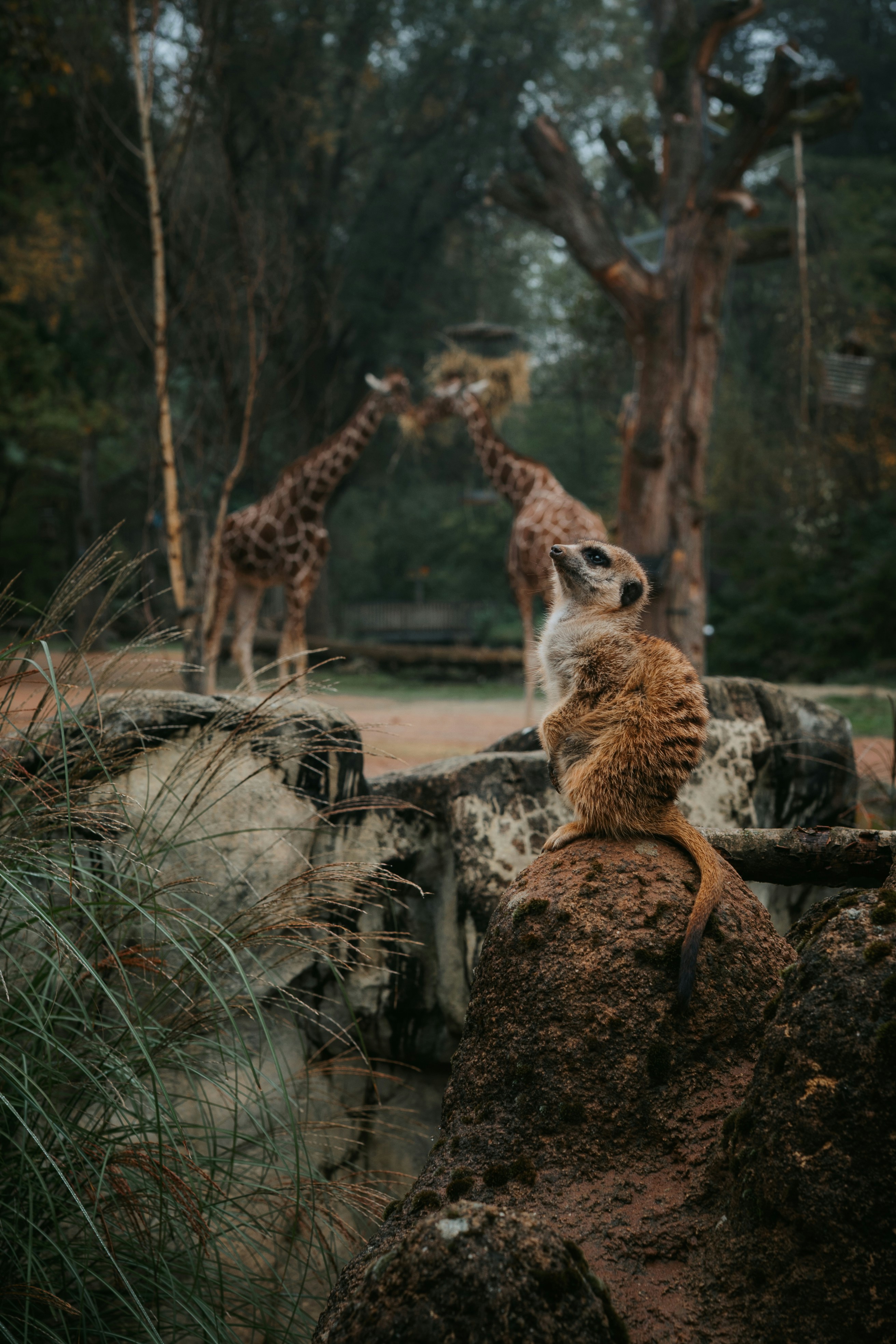 Sentinels on the Rock: A Quick-Think Moment of a Curious Meerkat