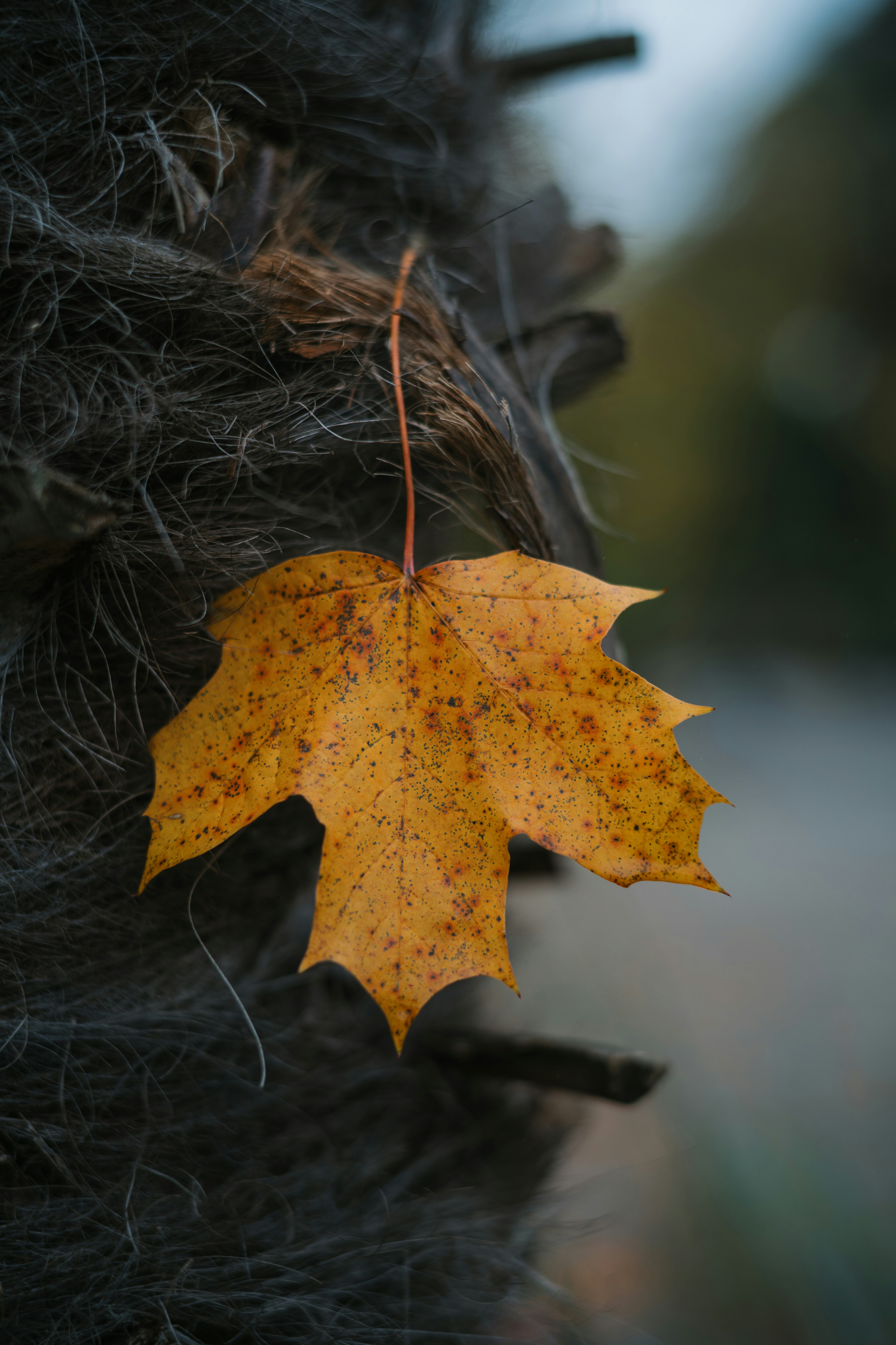 Autumn Leaf Adrift on a Hidden Portrait