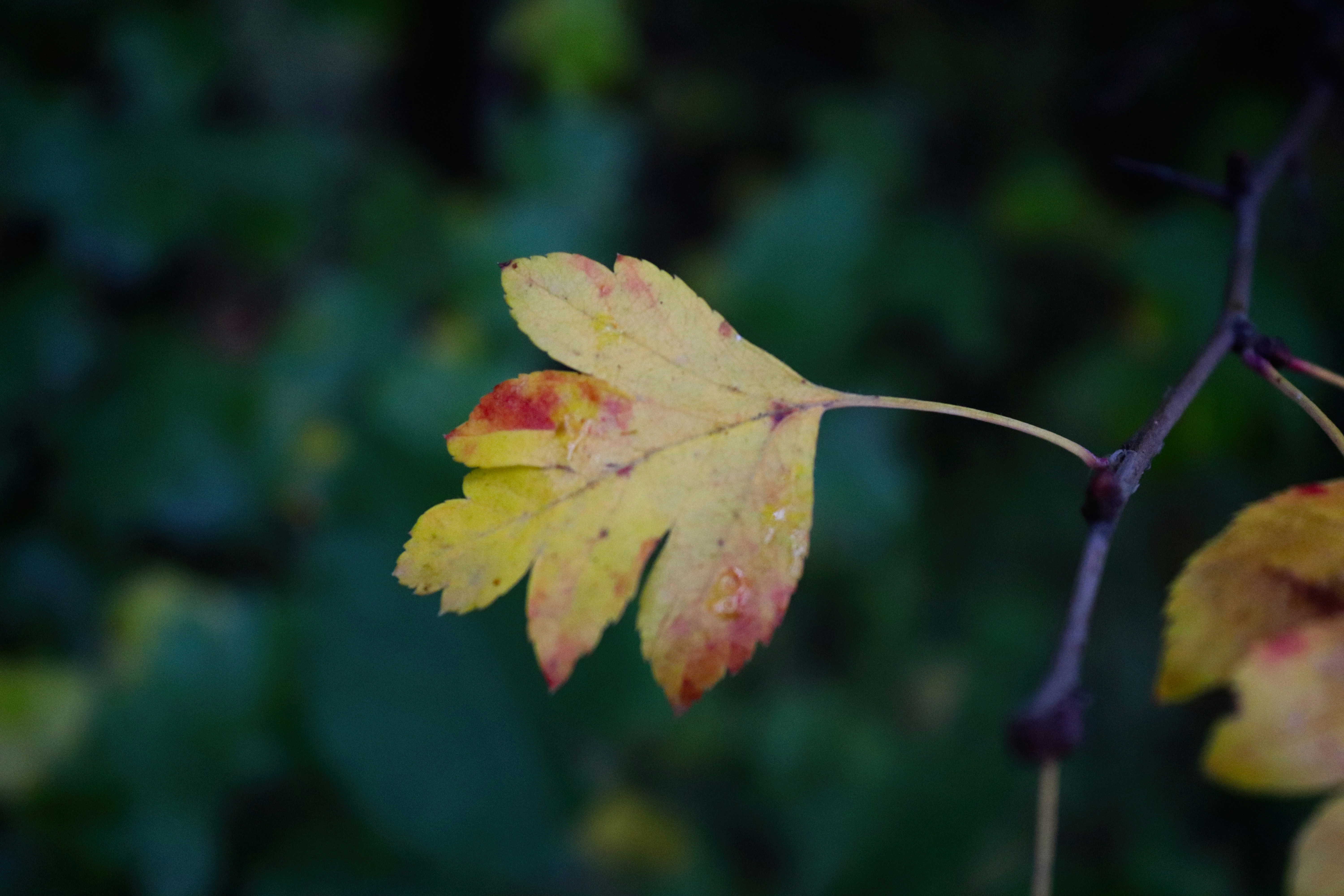 Autumn Leaf in Soft Focus: A single yellowing friend against a velvet green backdrop