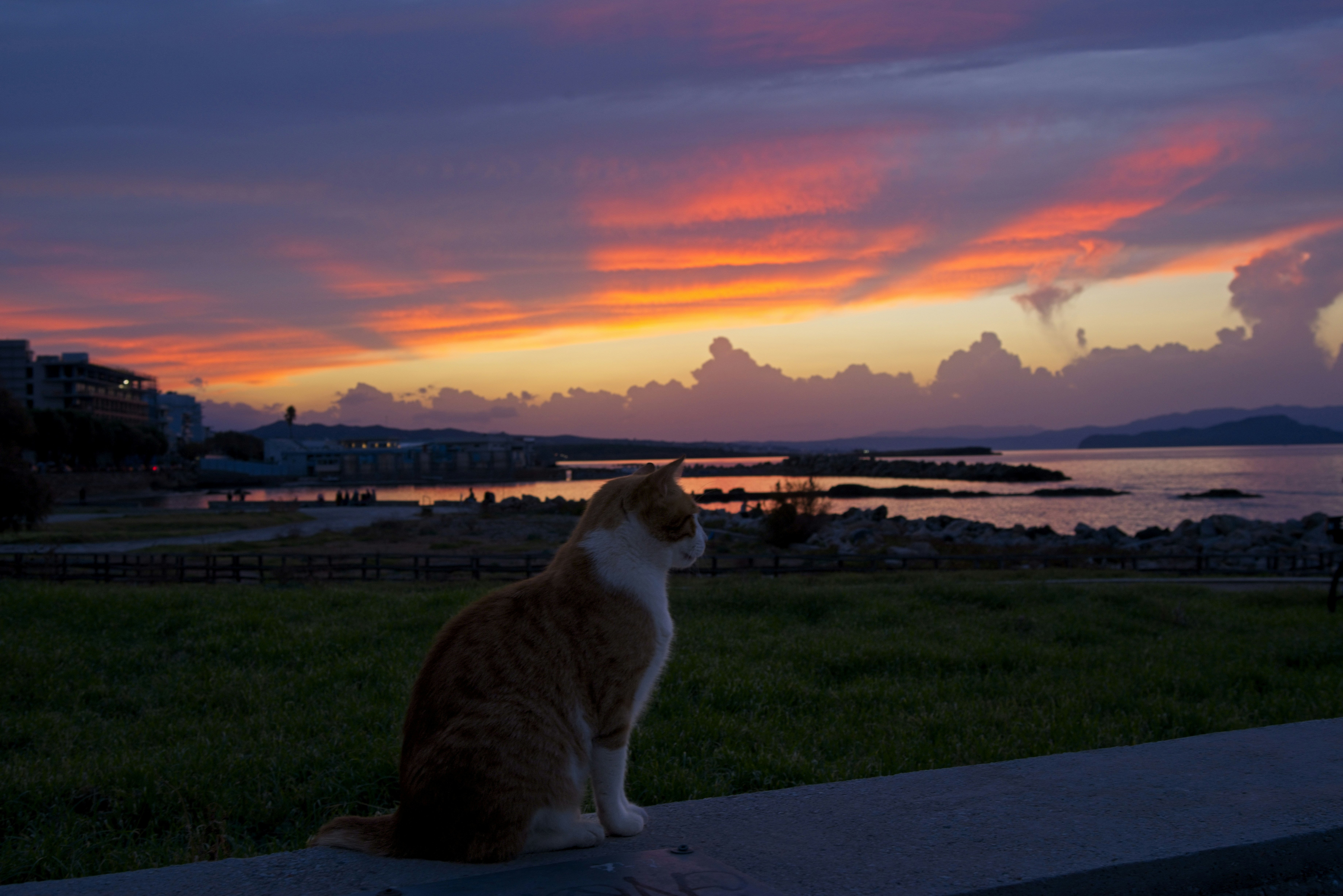 Evening Watcher: Cat Suppersioned by the Sunset