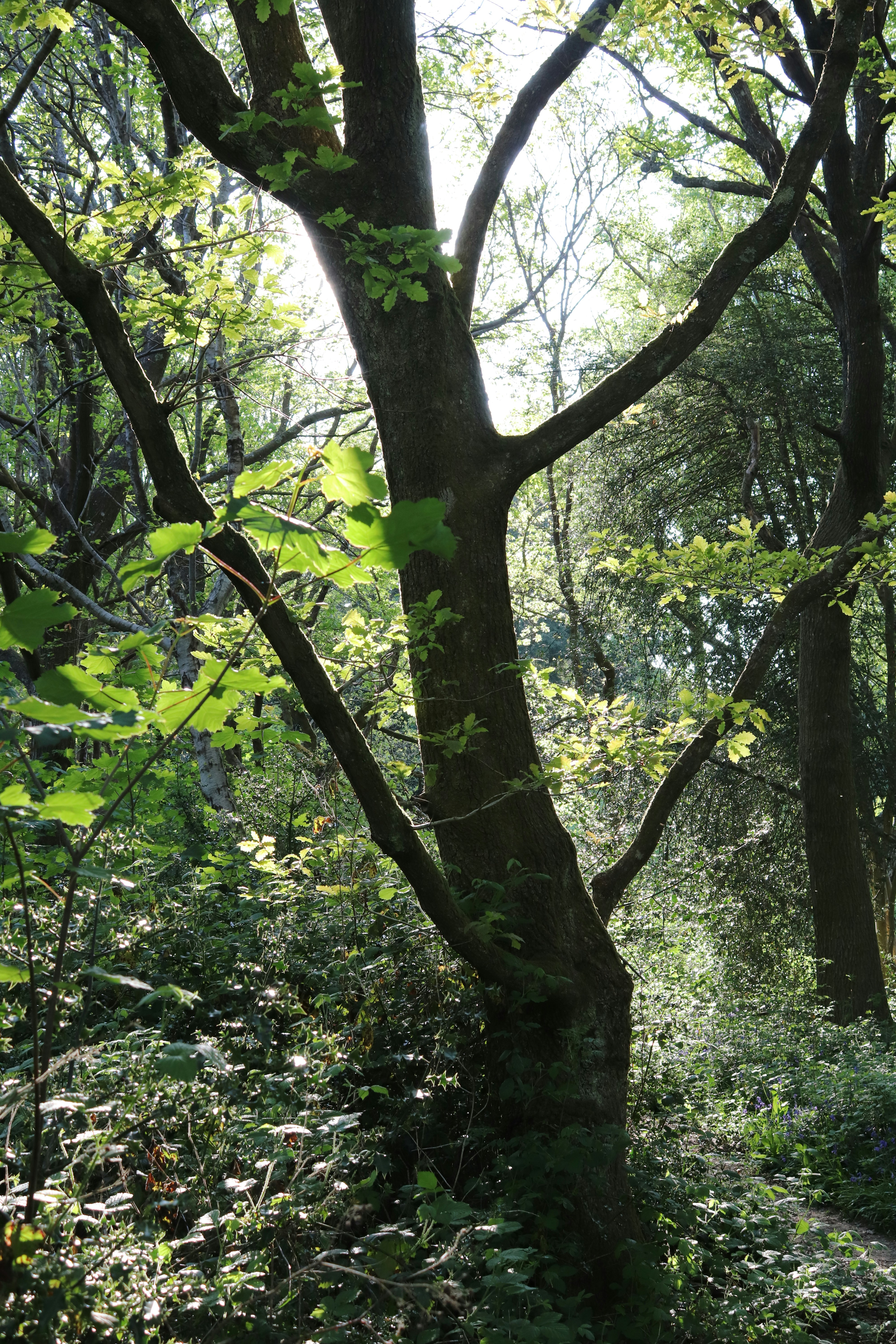Sunlit Lattice: A Cedar Trunk Framed by Foliage in Morning Light