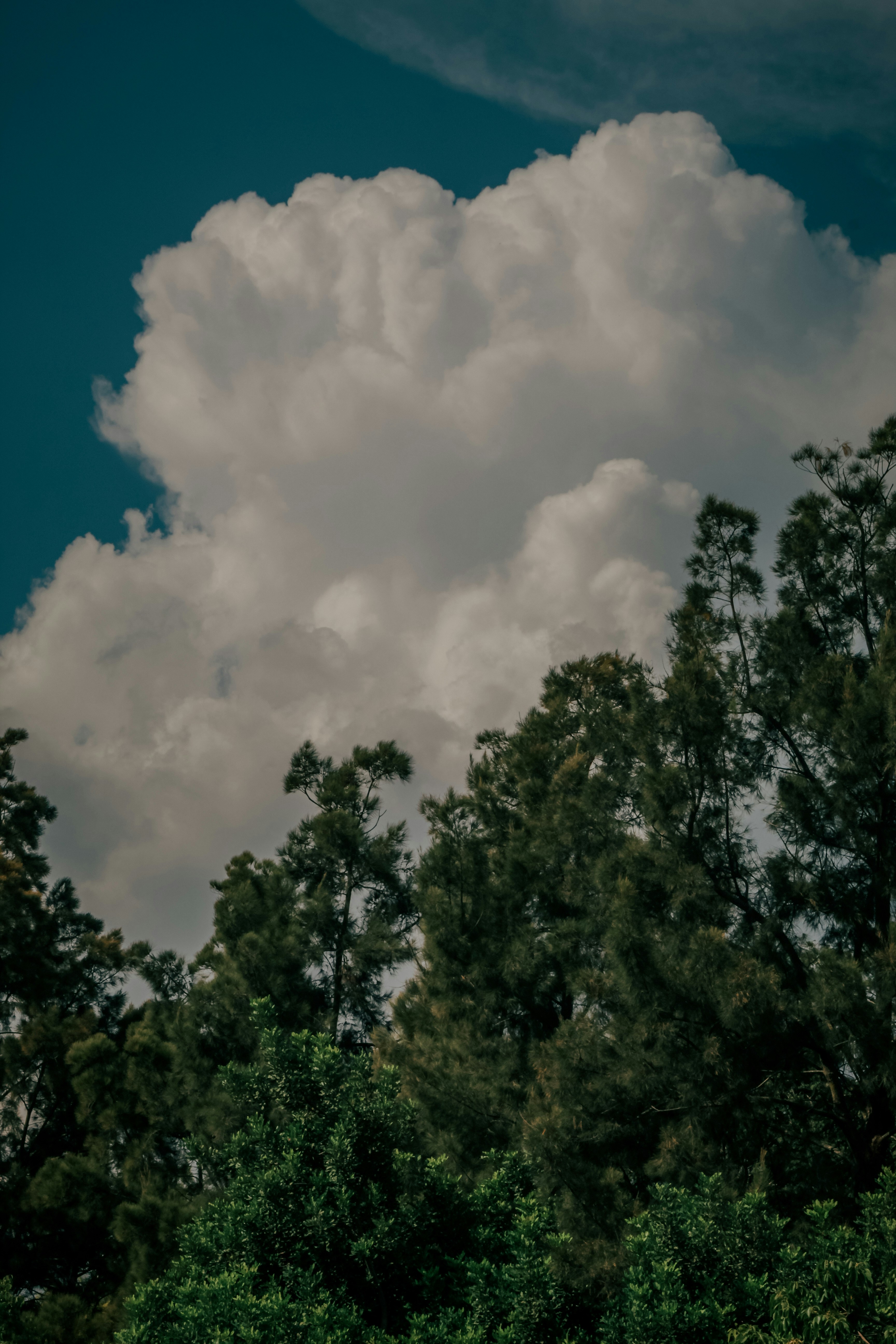 Cloud Giants Over Pine Canopy