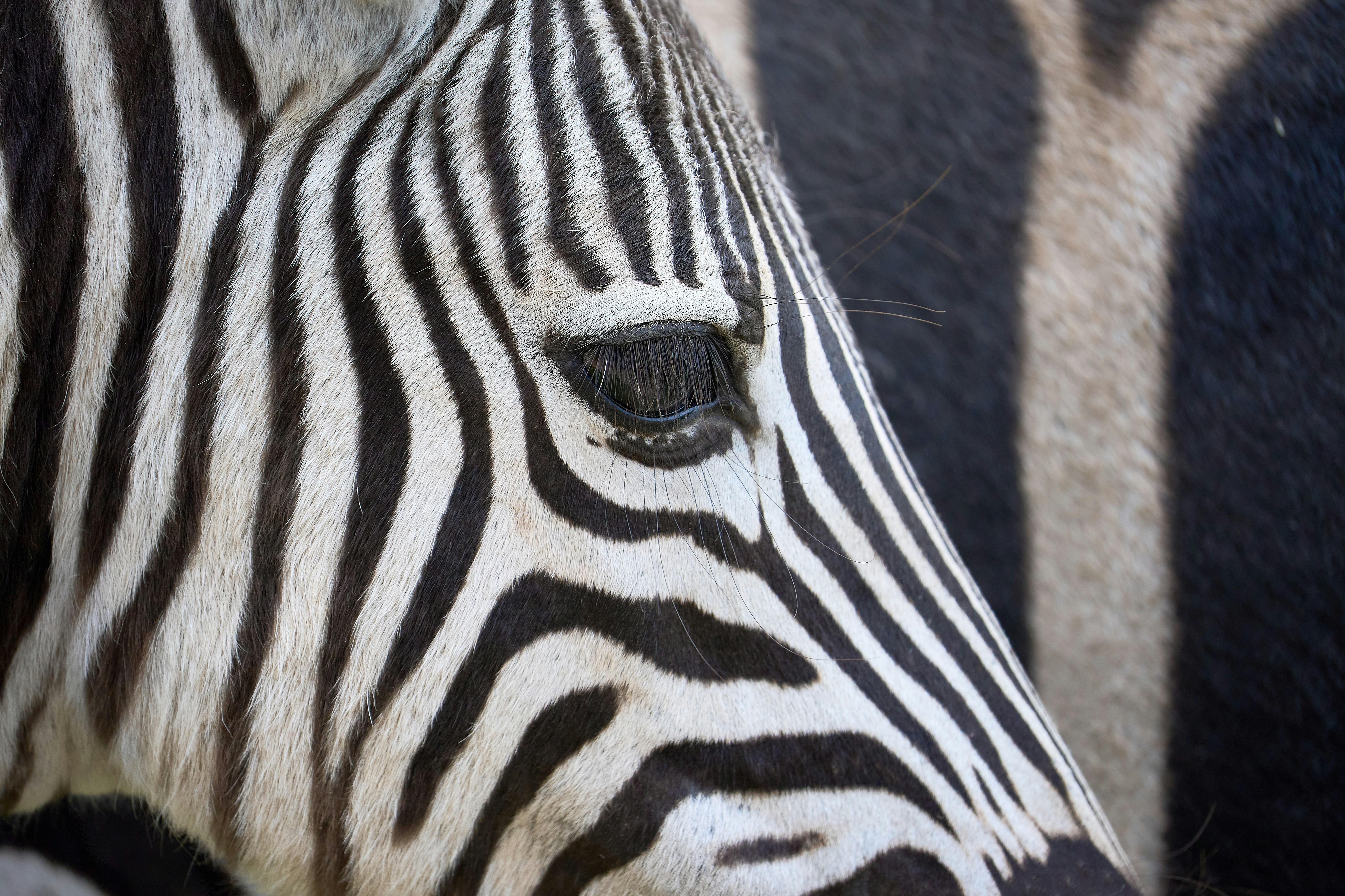 A close-up of a zebra eye and the black and white striped pattern on its face