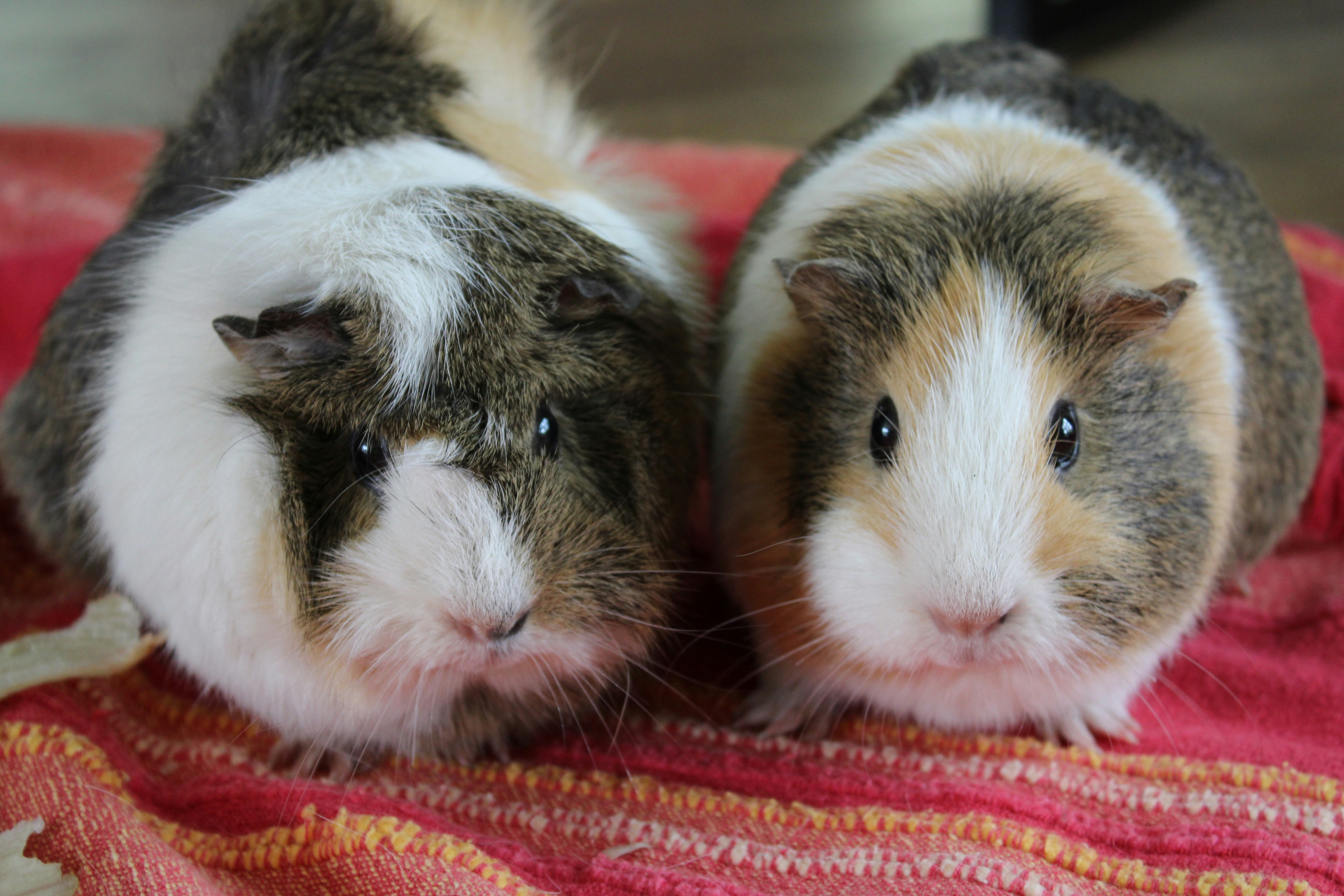 Twin guinea pigs on a red blanket, softly lit and calmly curious