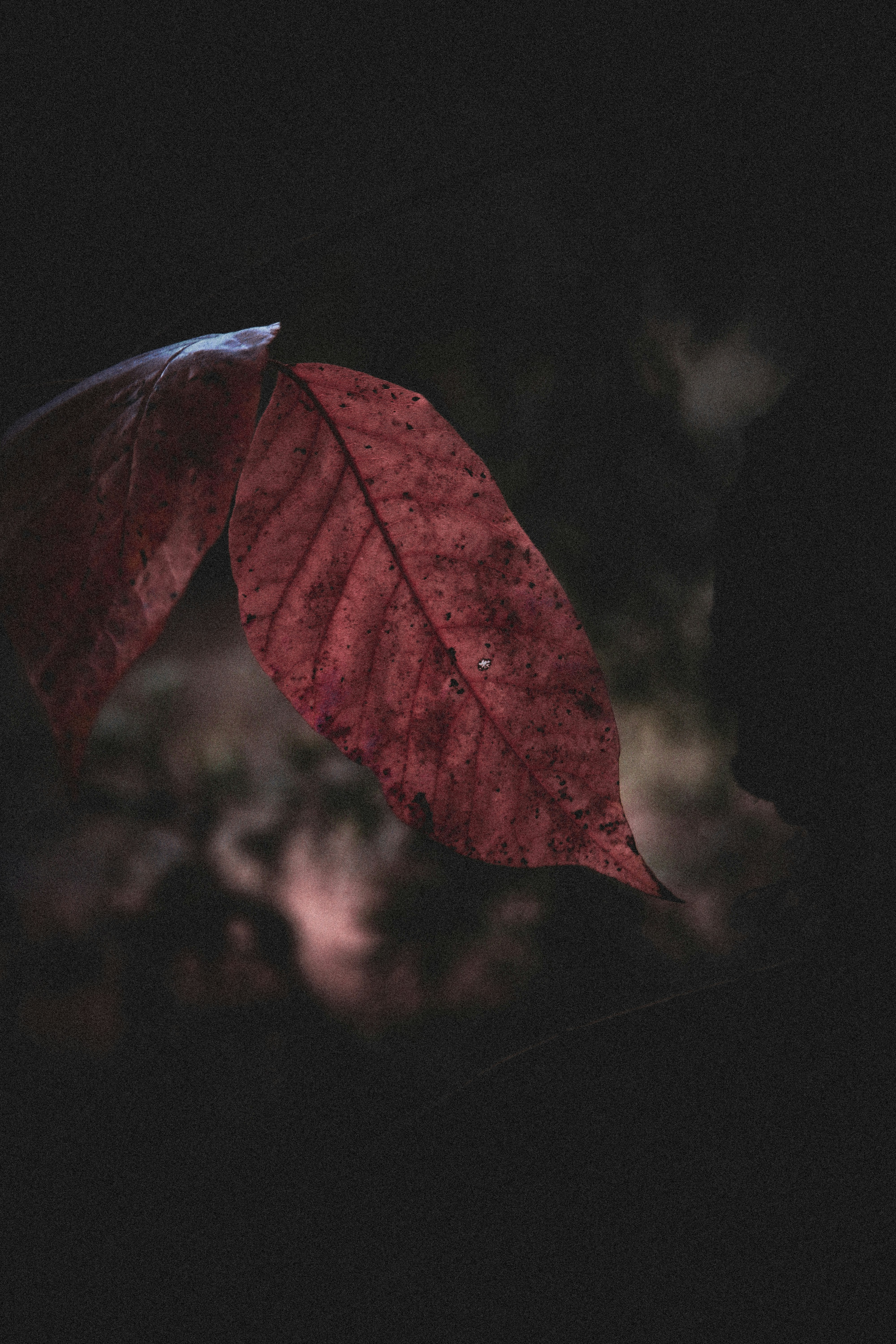 A single red leaf hangs in a dark, moody setting with soft bokeh in the background. The composition emphasizes the leaf as the focal element against near-black surroundings.