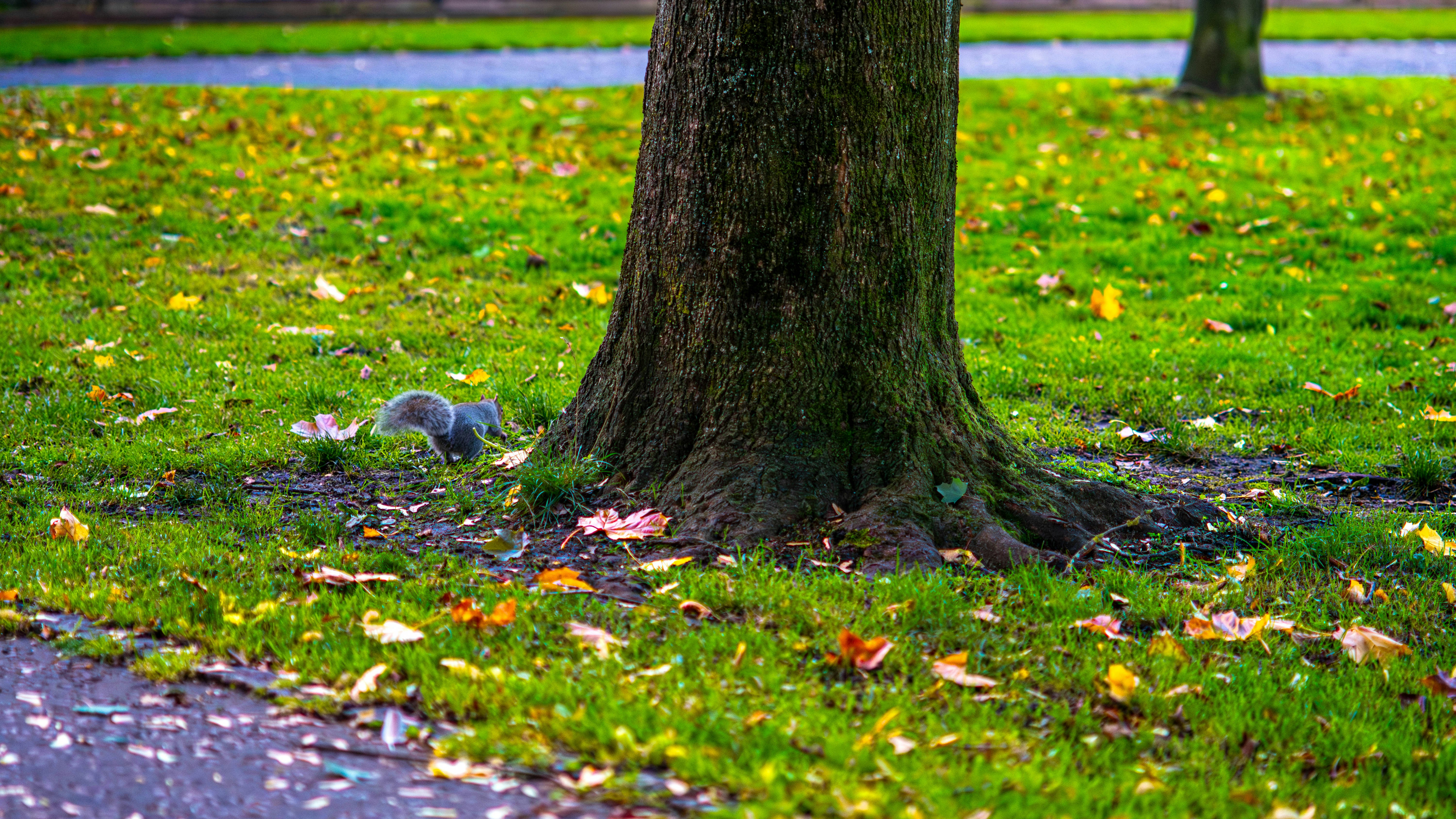 Small gray squirrel near the base of a large park tree with fallen leaves and a distant path in soft focus.