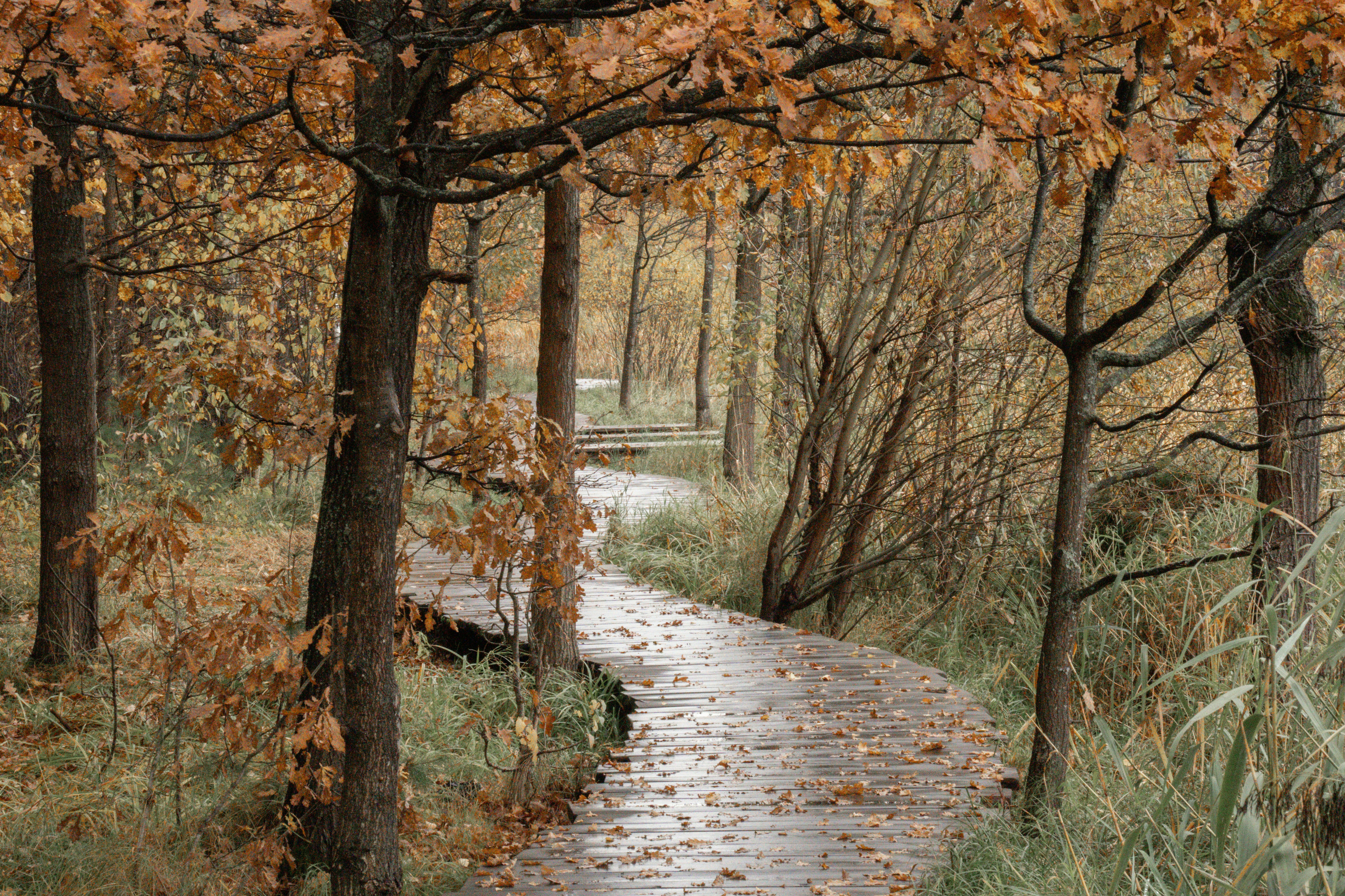 Autumn Creek Path: Curved Boardwalk Through Warm Ferns