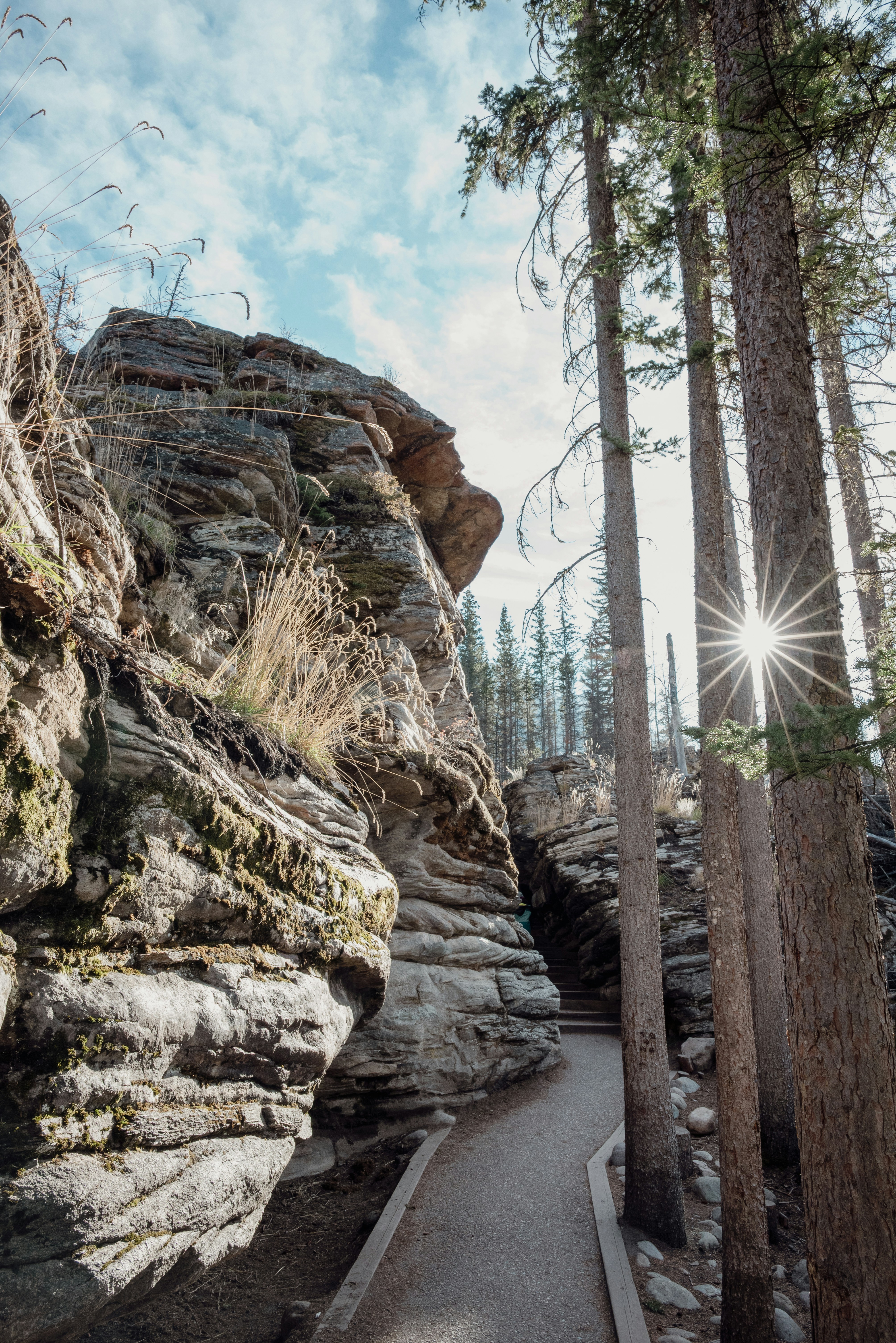 Dusty gravel path winds between towering pines and rugged rock formations, with sunlight peeking between trees to the right.