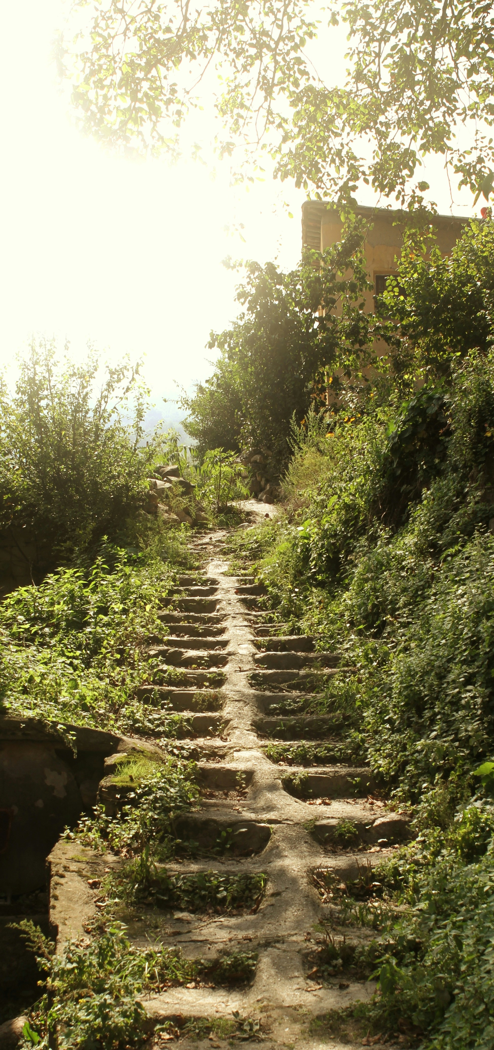 Sunlit Stone Staircase through Verdant Fragments