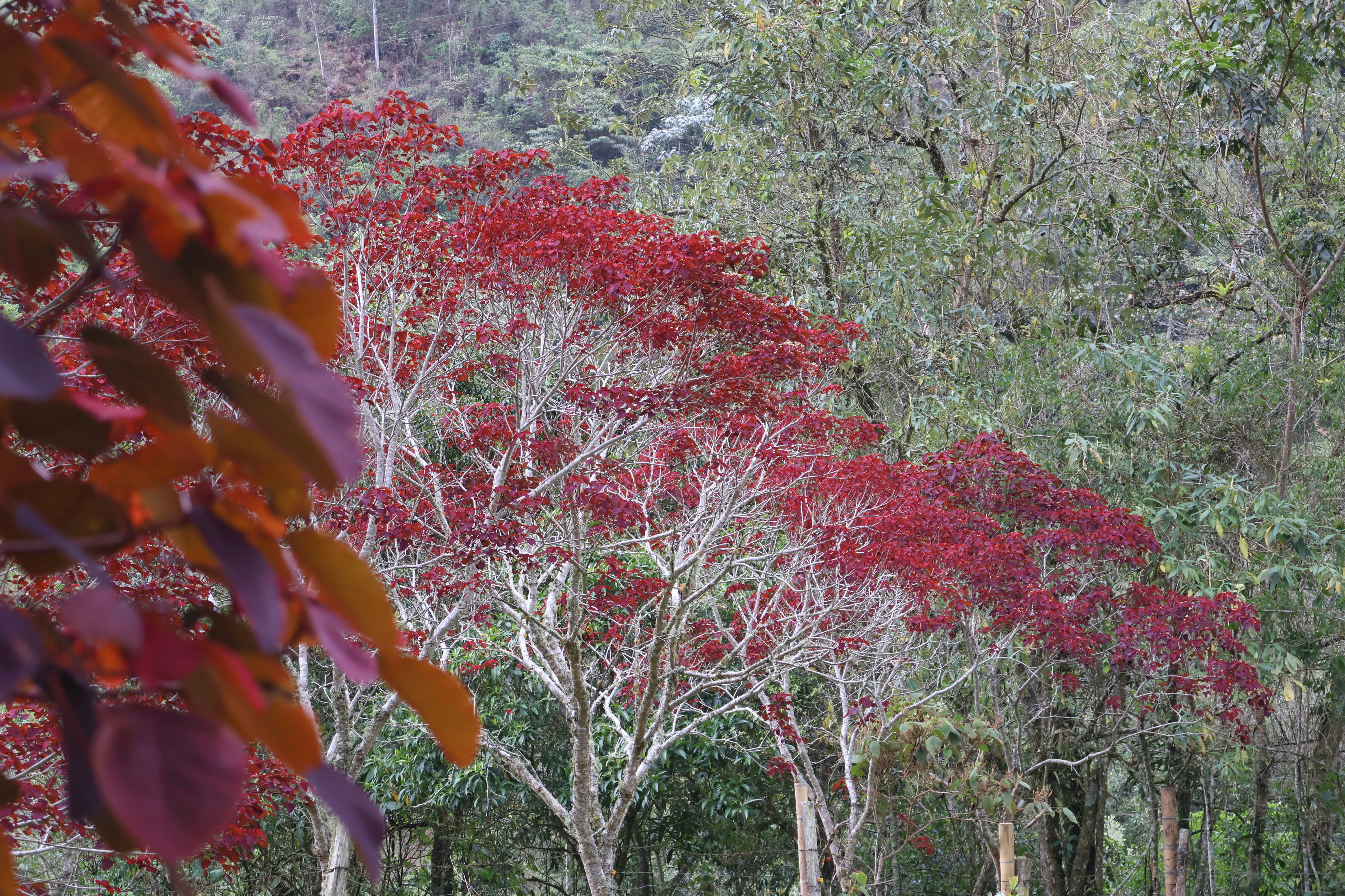Vivid red autumn foliage rises above a subdued forest backdrop, creating a striking focal arc along the center-left. The scene emphasizes seasonal color contrast within a tranquil woodland.