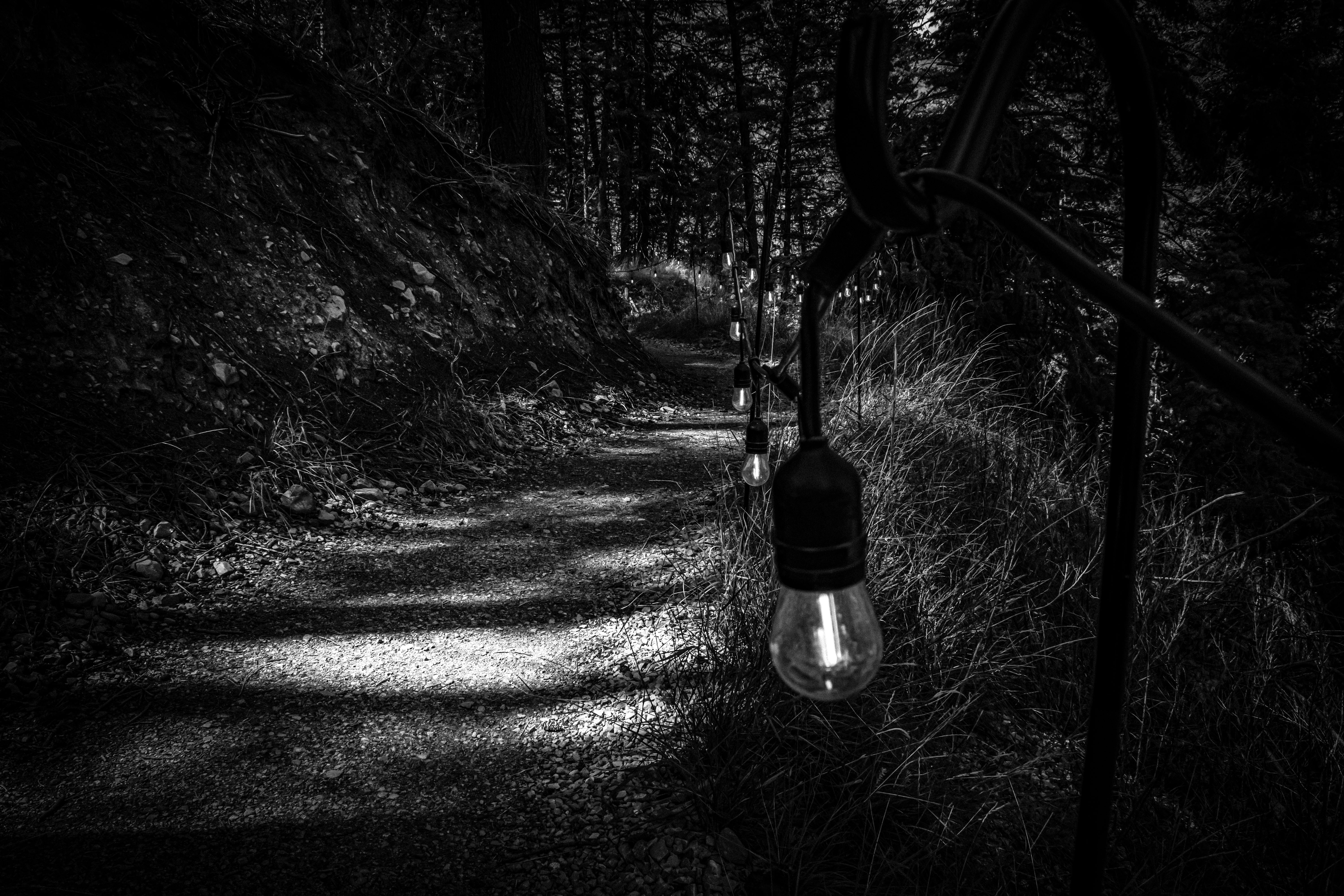 Lonely Light Along the Forest Path
